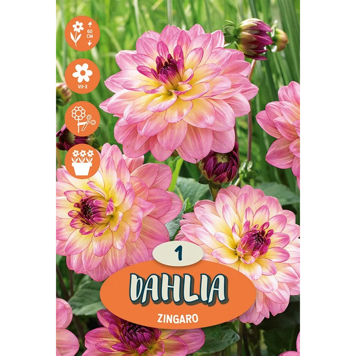 Dahlien "Zingaro" Rosa kaufen bei OBI