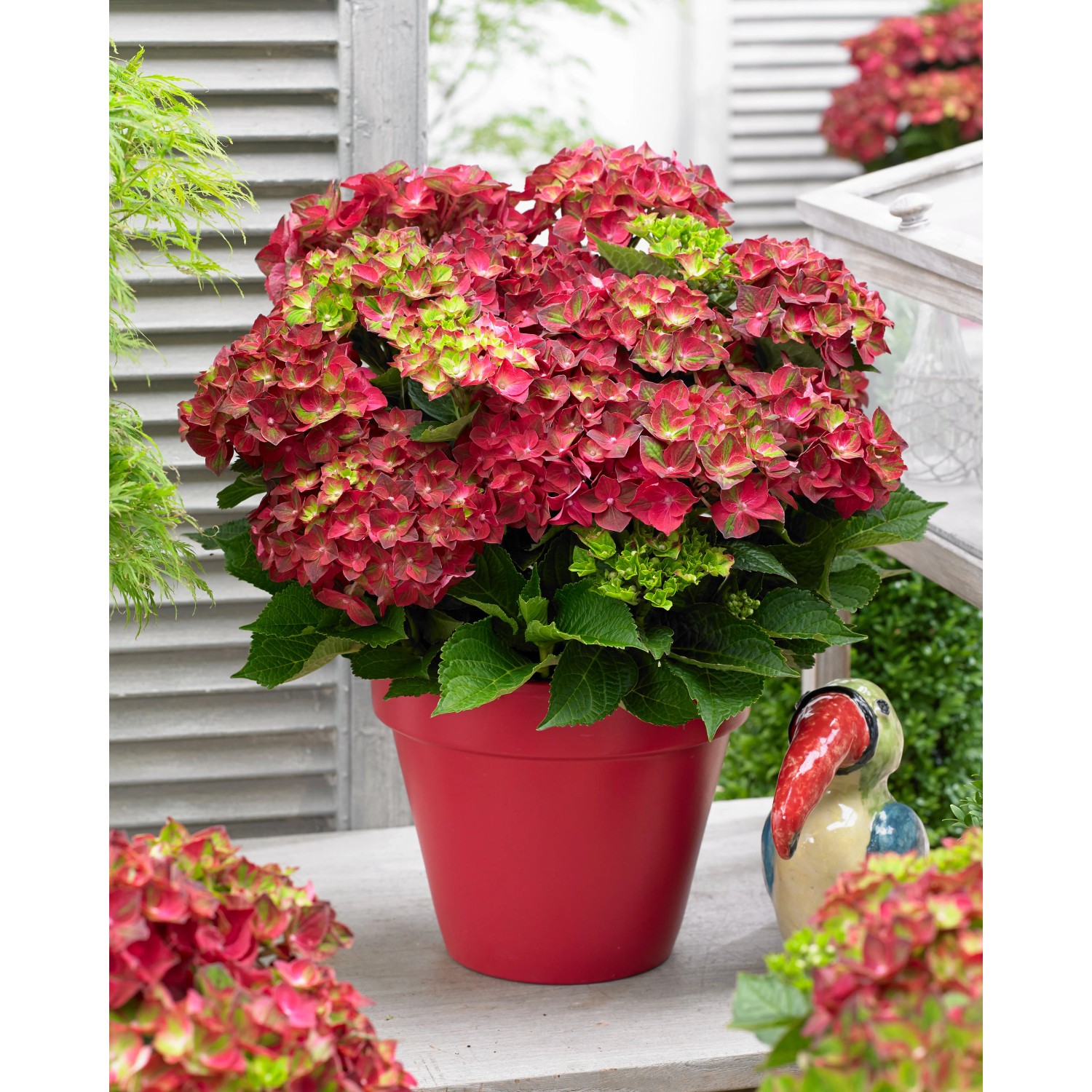 GROW by OBI Hortensie "Magical Ruby Tuesday" H ca.40-50cm Topf ca.3,5l ...