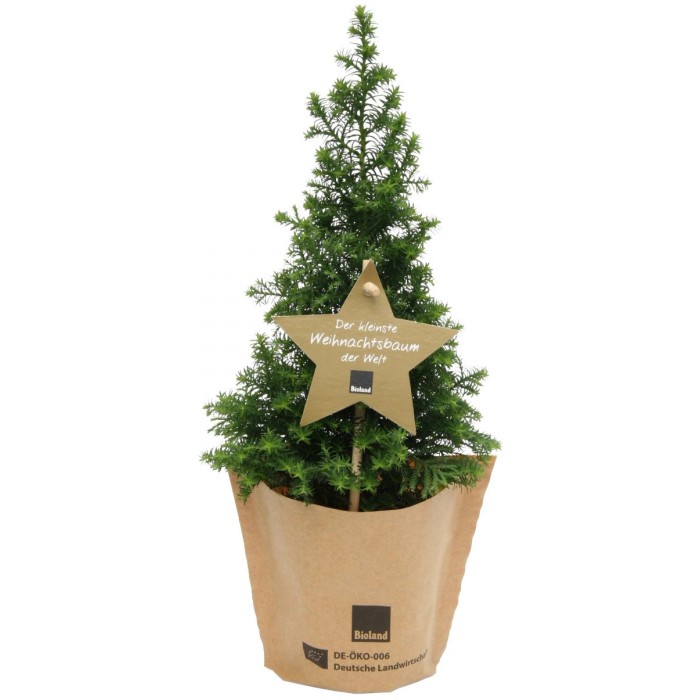 Luxus Weihnachtsbaum Im Topf Obi Bild