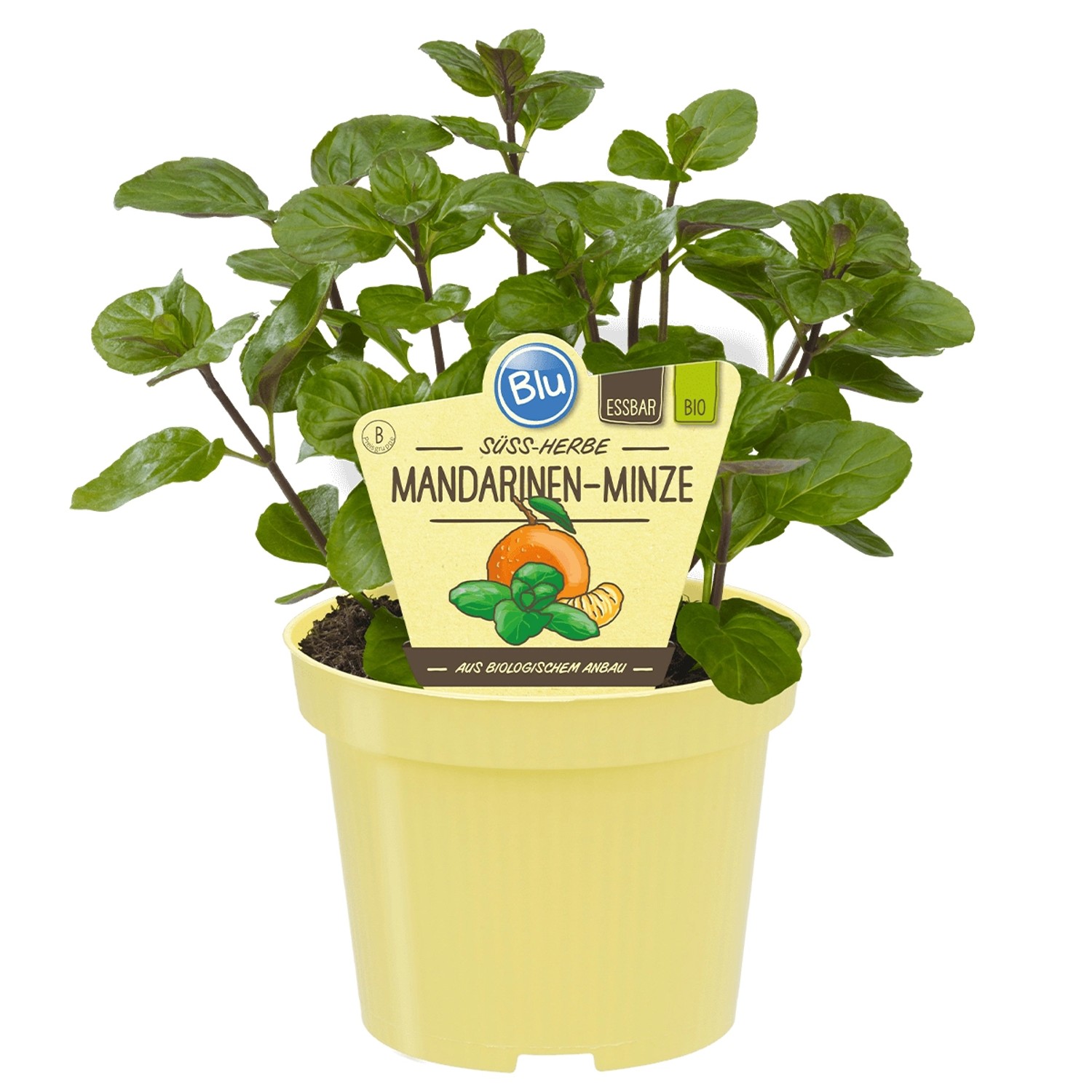 Blu Bio-Mandarinen-Minze Topf-Ø ca. 12 cm Mentha kaufen bei OBI