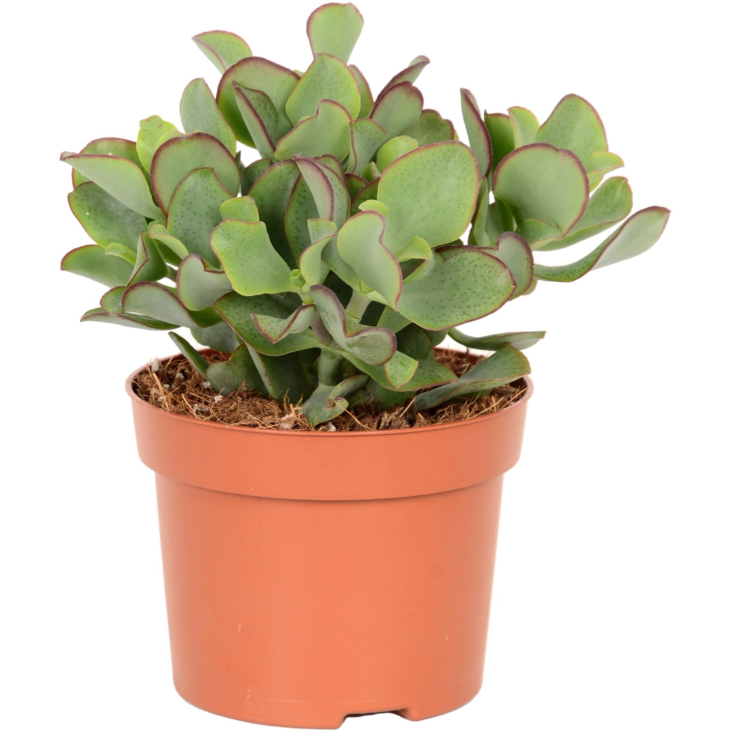 Dickblatt sortiert Höhe ca. 20 cm Topf-Ø ca. 15 cm Crassula kaufen bei OBI