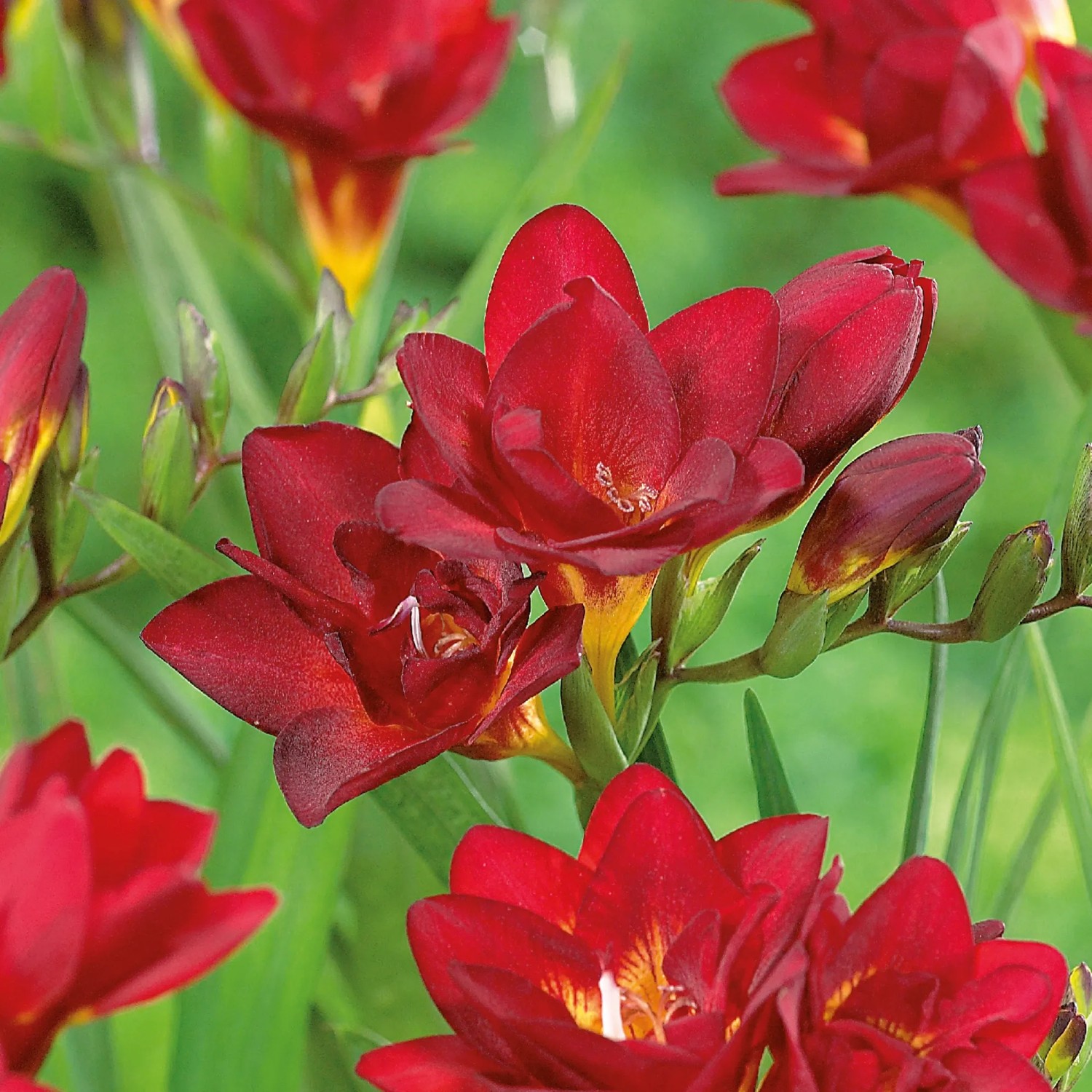 GROW by OBI Freesie "Gefüllt Rot" Höhe ca. 25 cm Freesia double kaufen ...