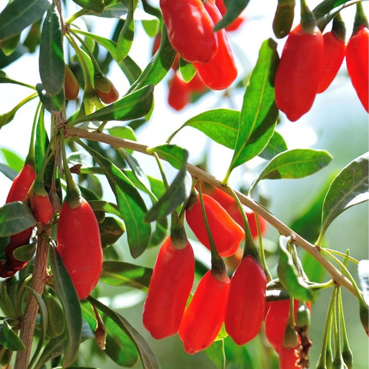 Goji-Beere "Little Goji" Höhe ca. 30 - 40 cm Topf ca. 4,6 l Lycium ...