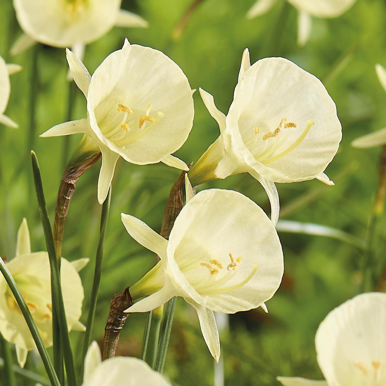 GROW by OBI Narzisse "Arctic Bells" Gelb 8 Stück Narcissus kaufen bei OBI