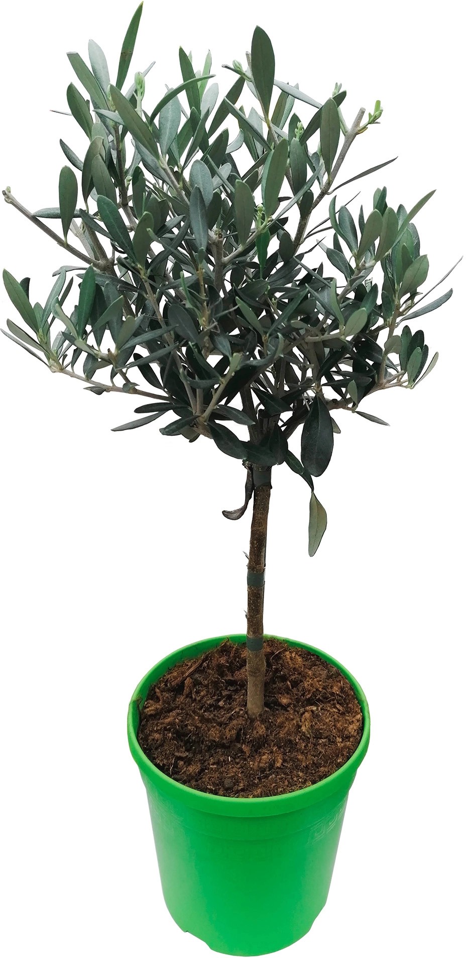 GROW by OBI Olive Ministamm Höhe ca. 40 cm Topf-Ø ca. 15 cm Olea ...