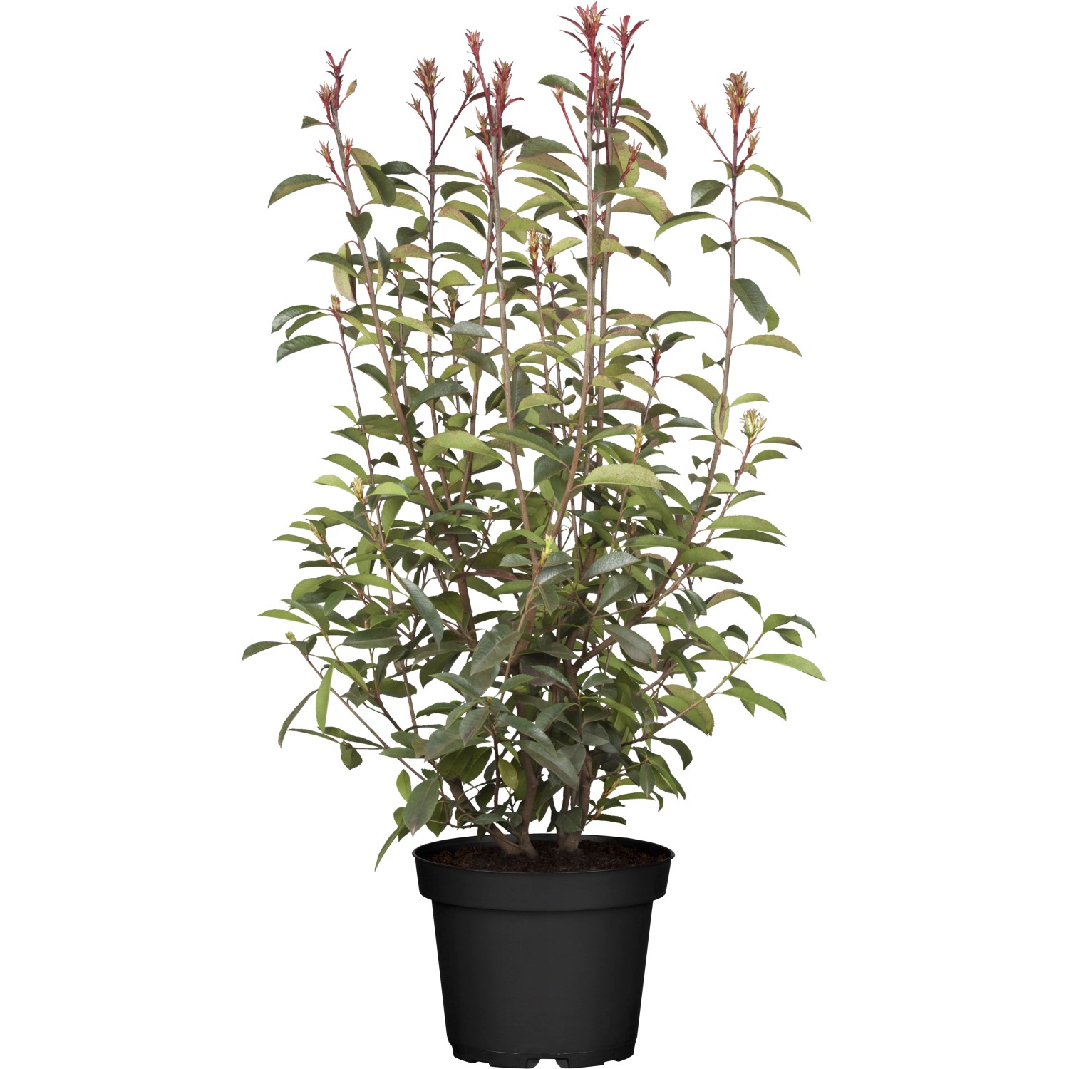 Glanzmispel Kaufen 150 Cm