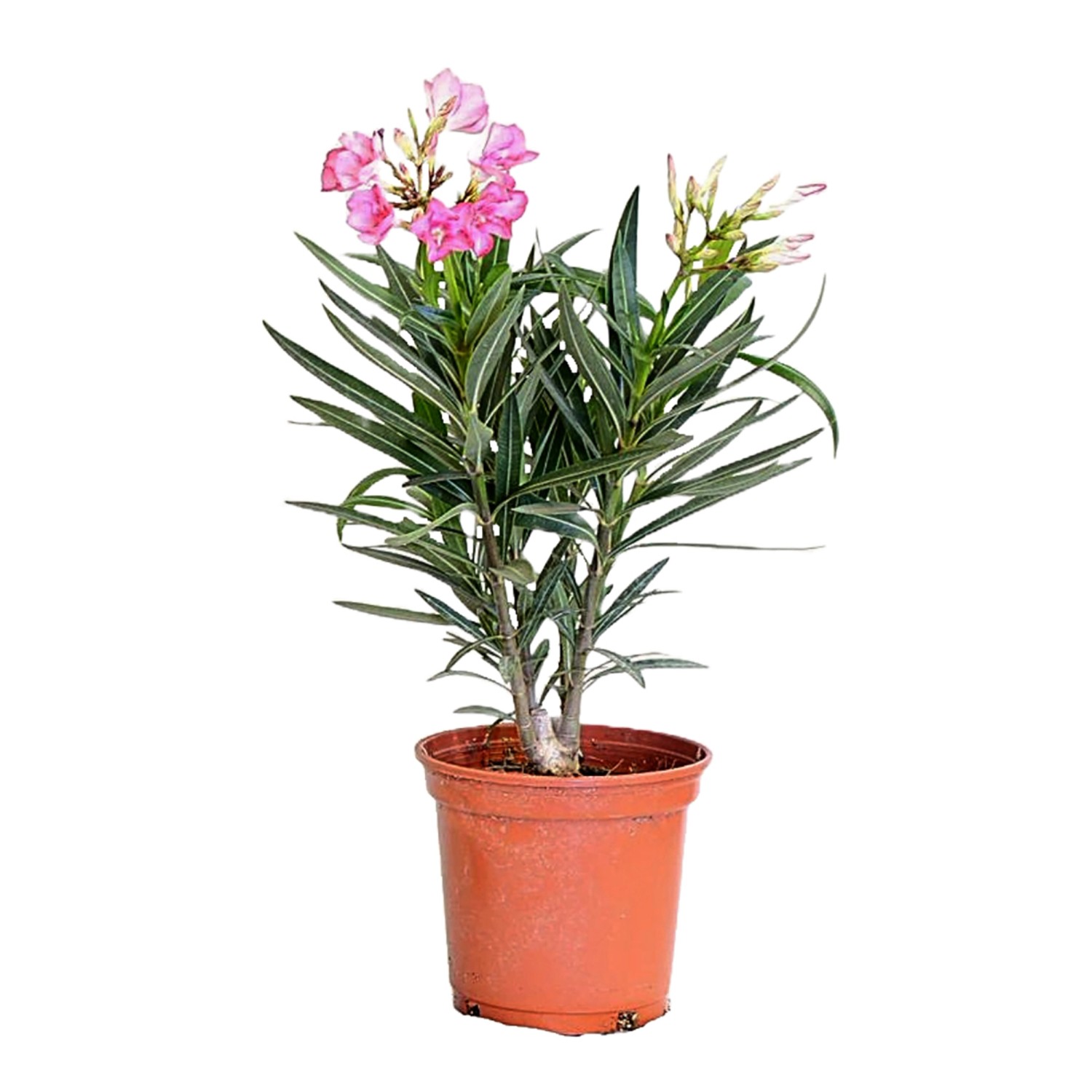Oleander Rosa-Weiß Höhe ca. 40 cm Topf-Ø ca. 14 cm Nerium oleander ...