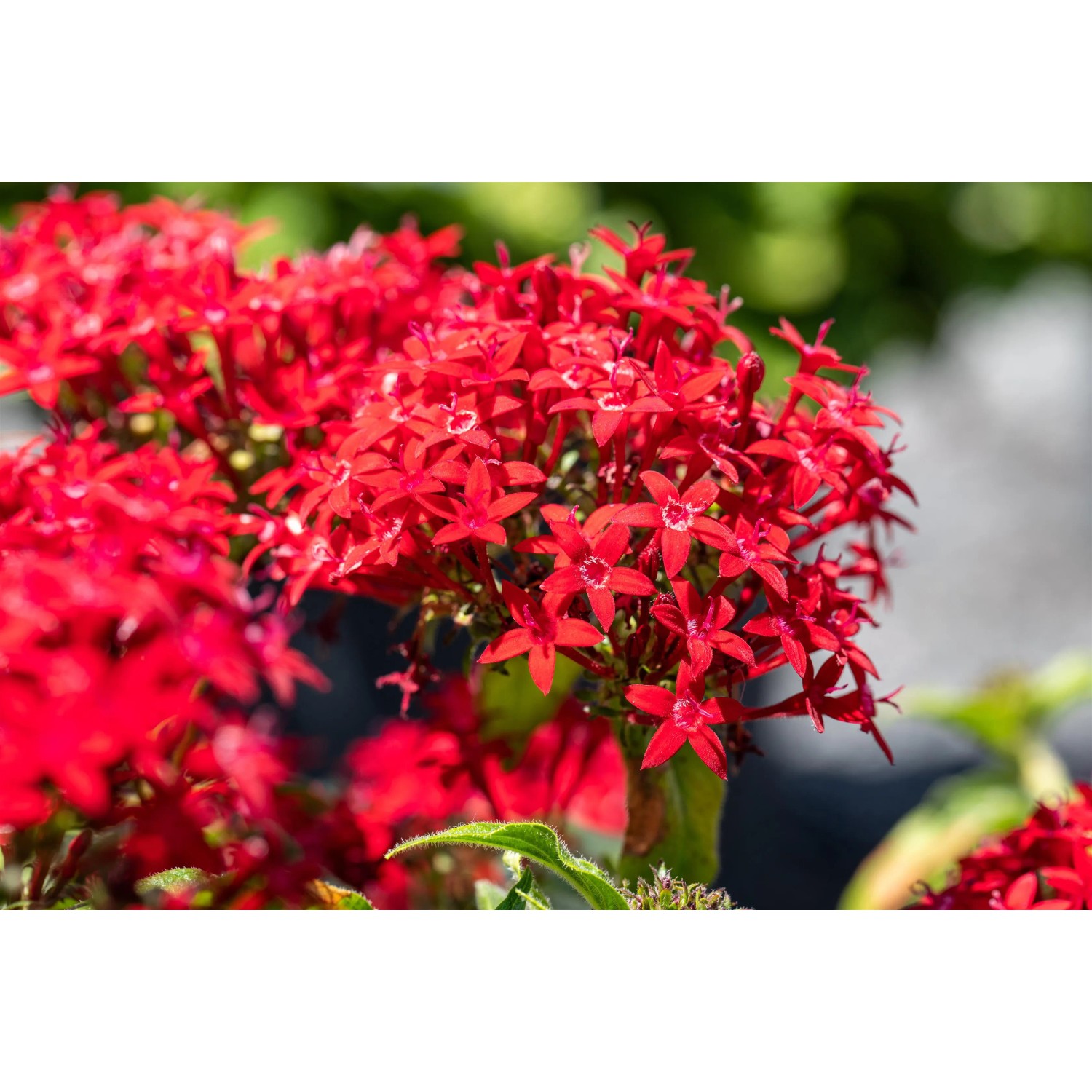 GROW by OBI Fünfzahlstrauch ''BeeBright Red'' Höhe 30 cm cm Pentas ...