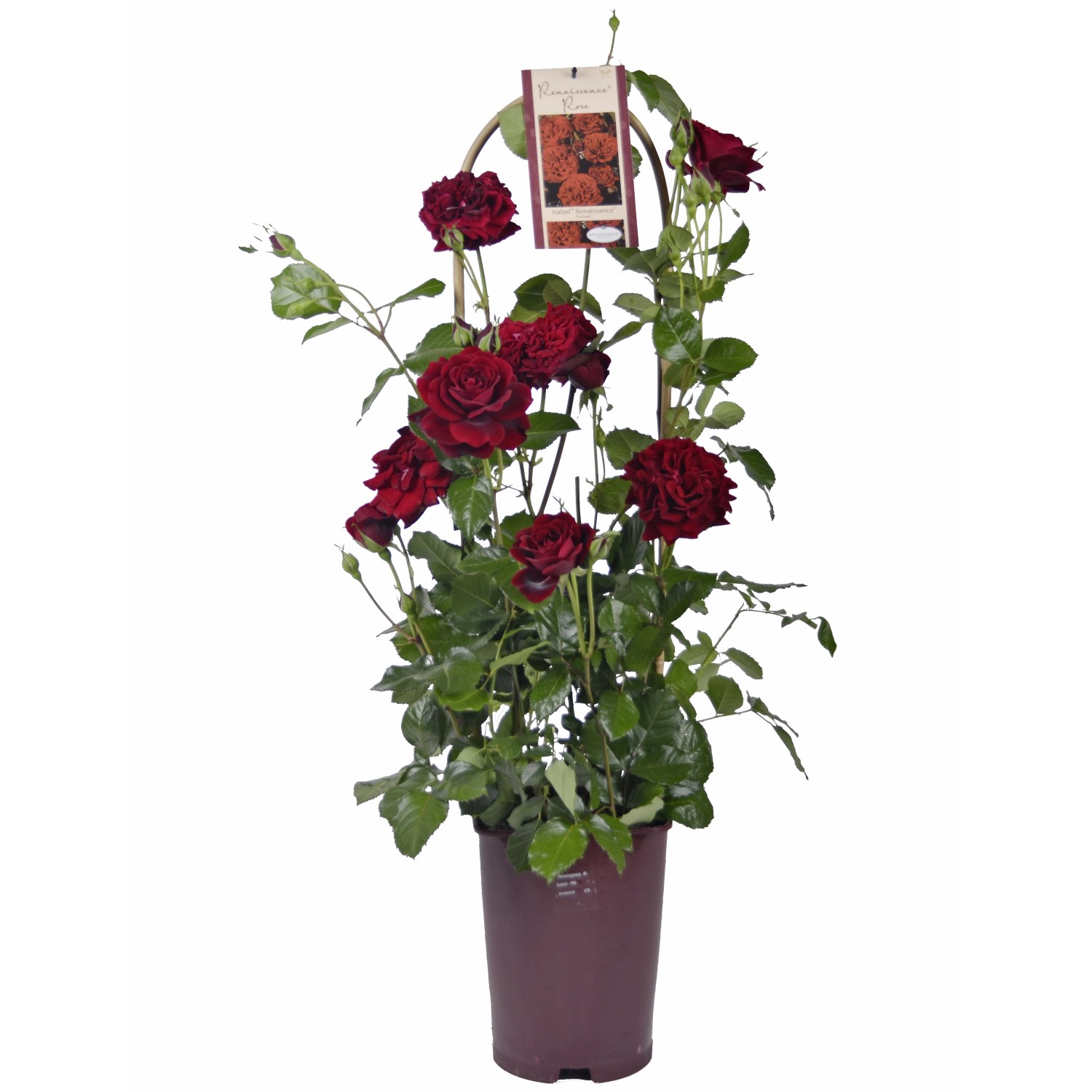 OBI Rosen am Stab "Exklusiv" ver. Sorten Rot Höhe ca. 65 cm Topf ca. 5 ...