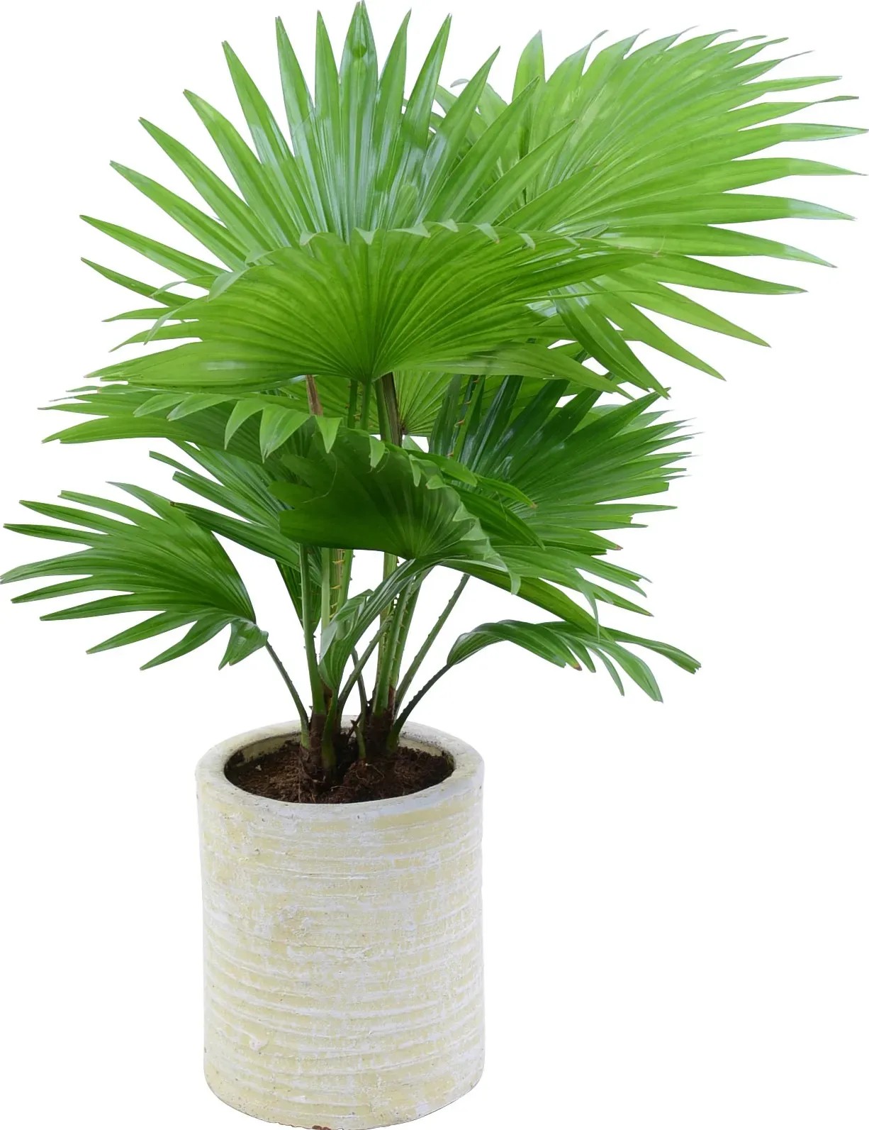 Schirmpalme in Stonegefäß Topf-Ø ca. 15 cm kaufen bei OBI