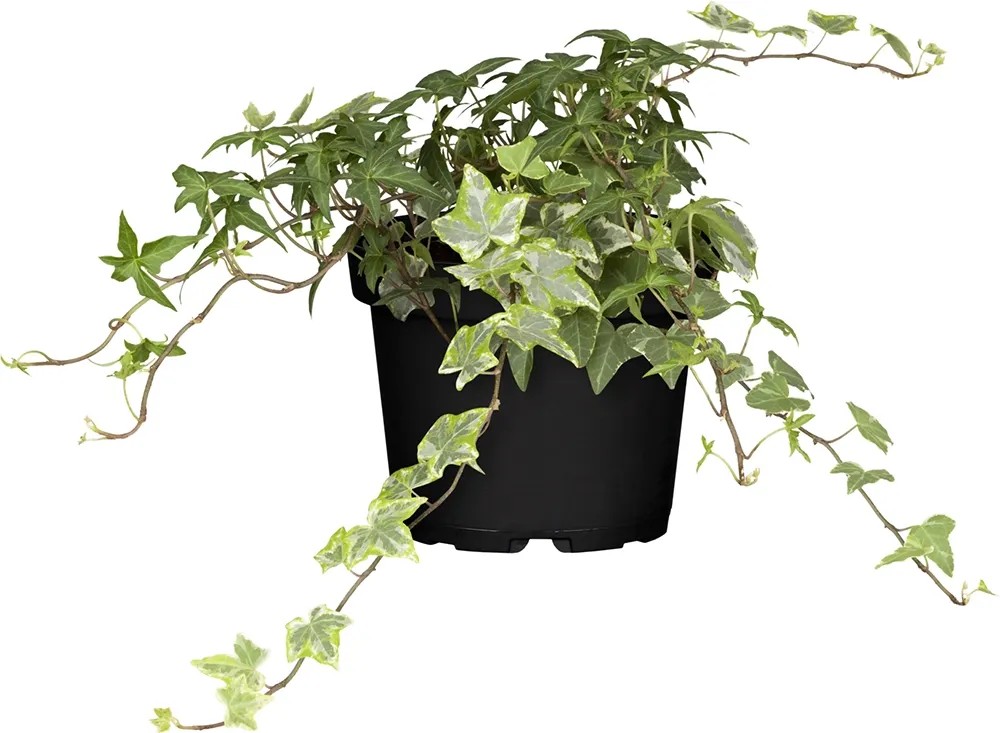 GROW by OBI Efeu Topf-Ø ca. 13 cm Hedera kaufen bei OBI