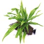 Dennerle Plants Aquariumpflanze Microsorum Pteropus auf Wurzel mit ...