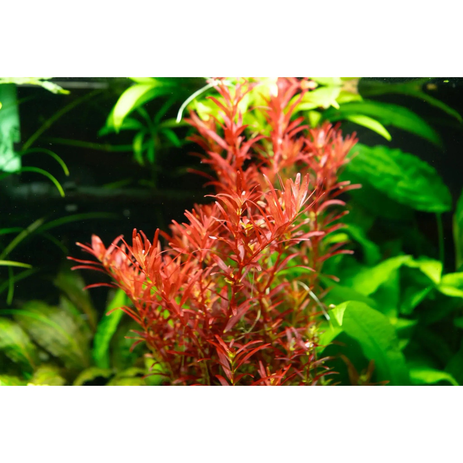 Dennerle Plants Aquariumpflanze "Blood Red" In-Vitro Rotala ...