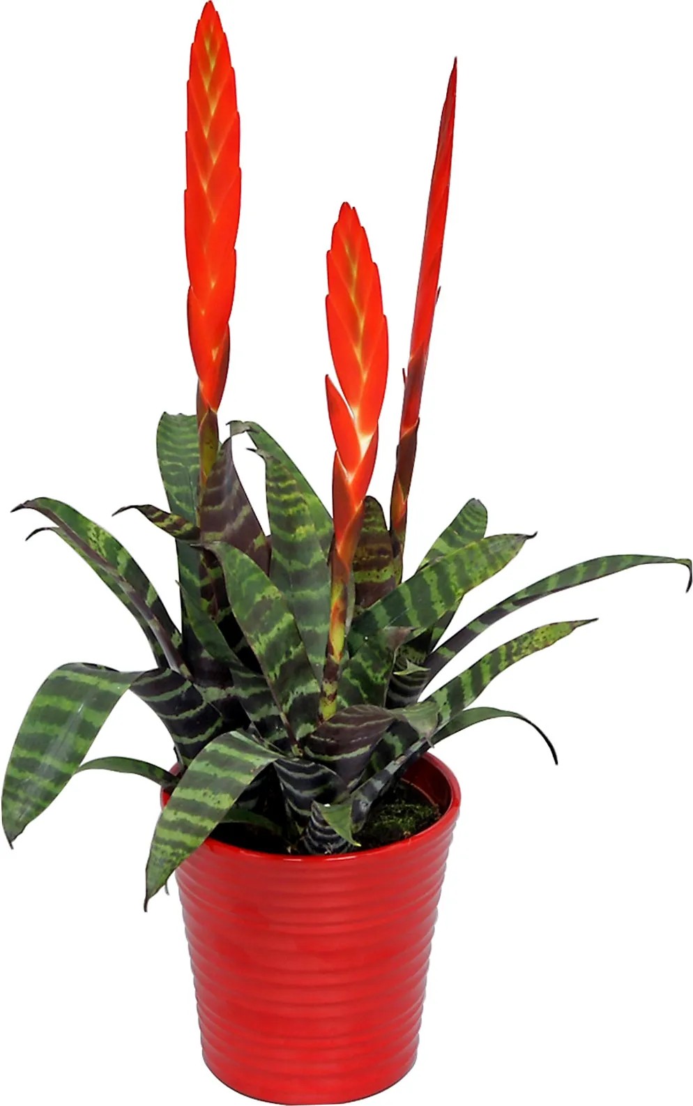 Vriesea "Era" im roten Keramik-Gefäß Topf-Ø ca. 13 cm Vriesea splendens ...