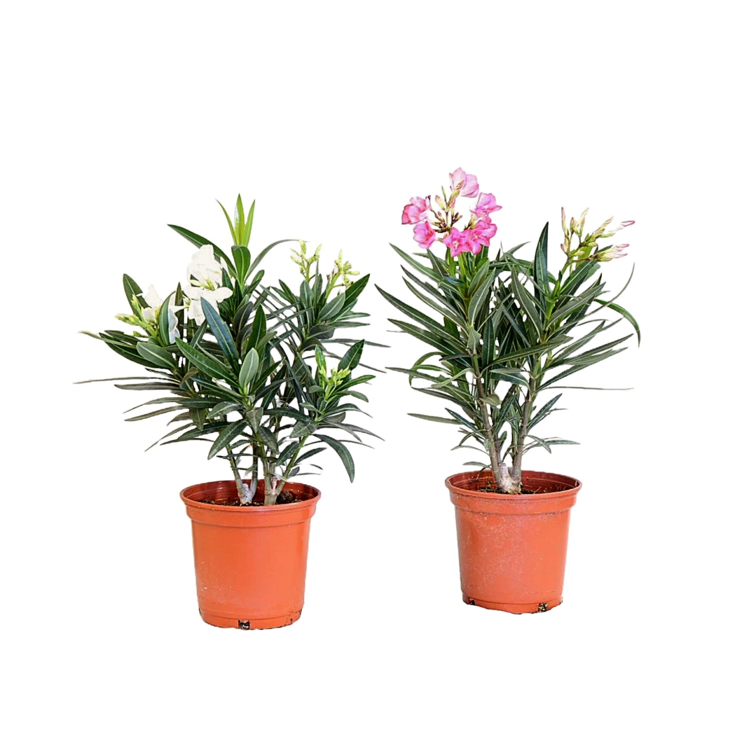 Oleander Rosa-Weiß Höhe ca. 40 cm Topf-Ø ca. 14 cm Nerium oleander ...