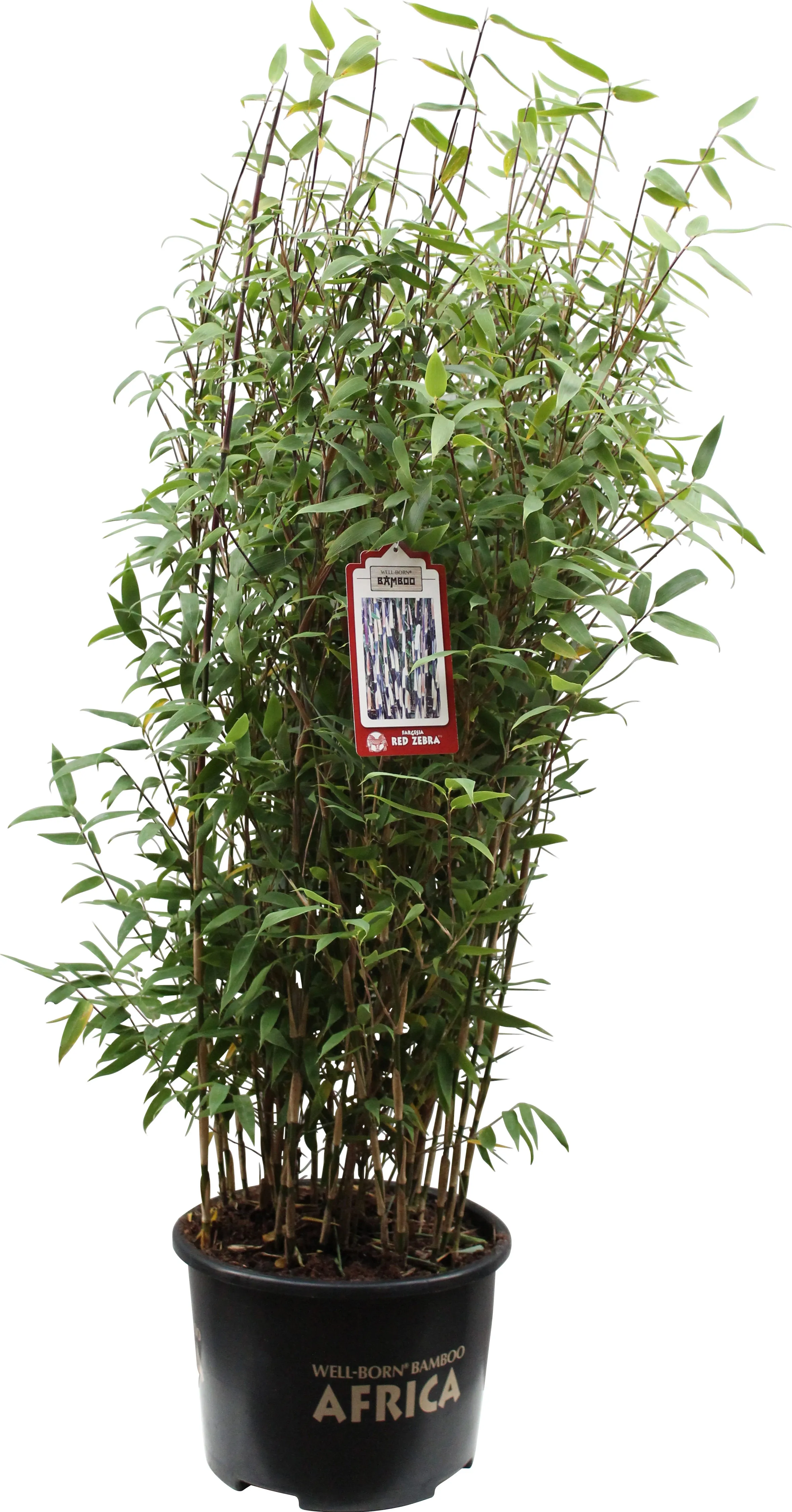 Roter Zebrabambus "Red Zebra" Höhe 80 - 100 cm Topf ca. 15 l Fargesia ...