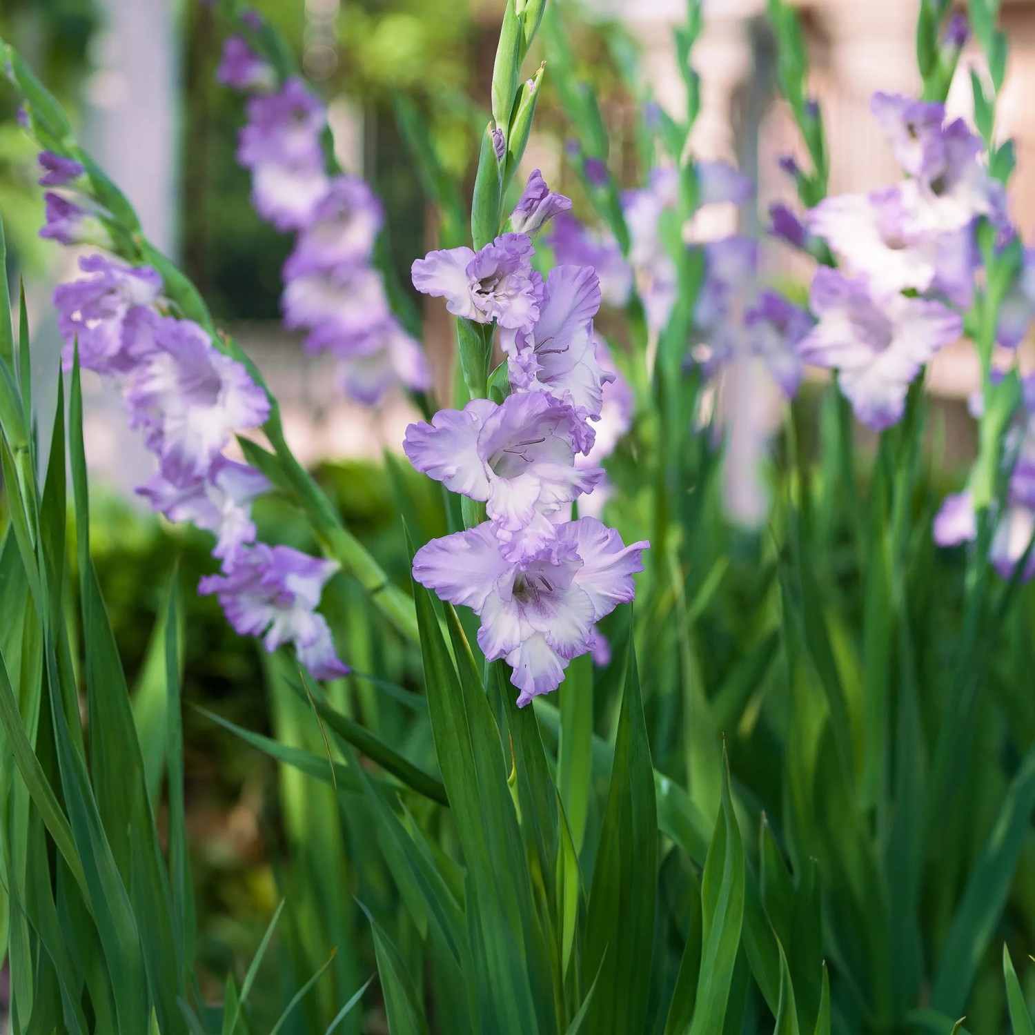 Gladiolen grandiflorus "Blue Tropic" 12 Stück kaufen bei OBI