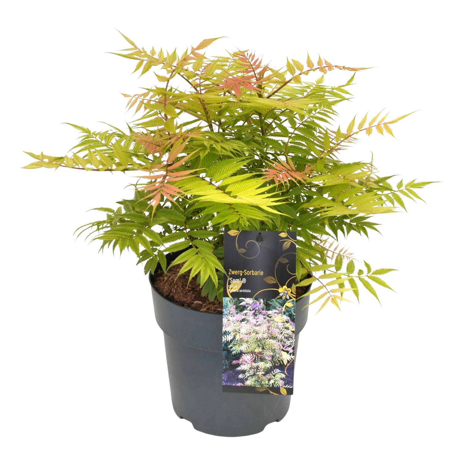 Fliederspiere "Sem" Weiß Höhe ca. 20 - 30 cm Topf ca. 2,3 l Sorbaria ...