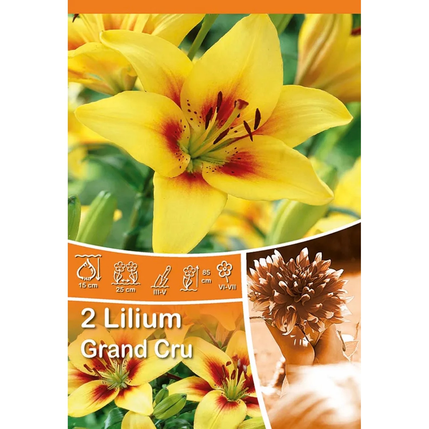 Lilien "Grand Cru" Gelb kaufen bei OBI