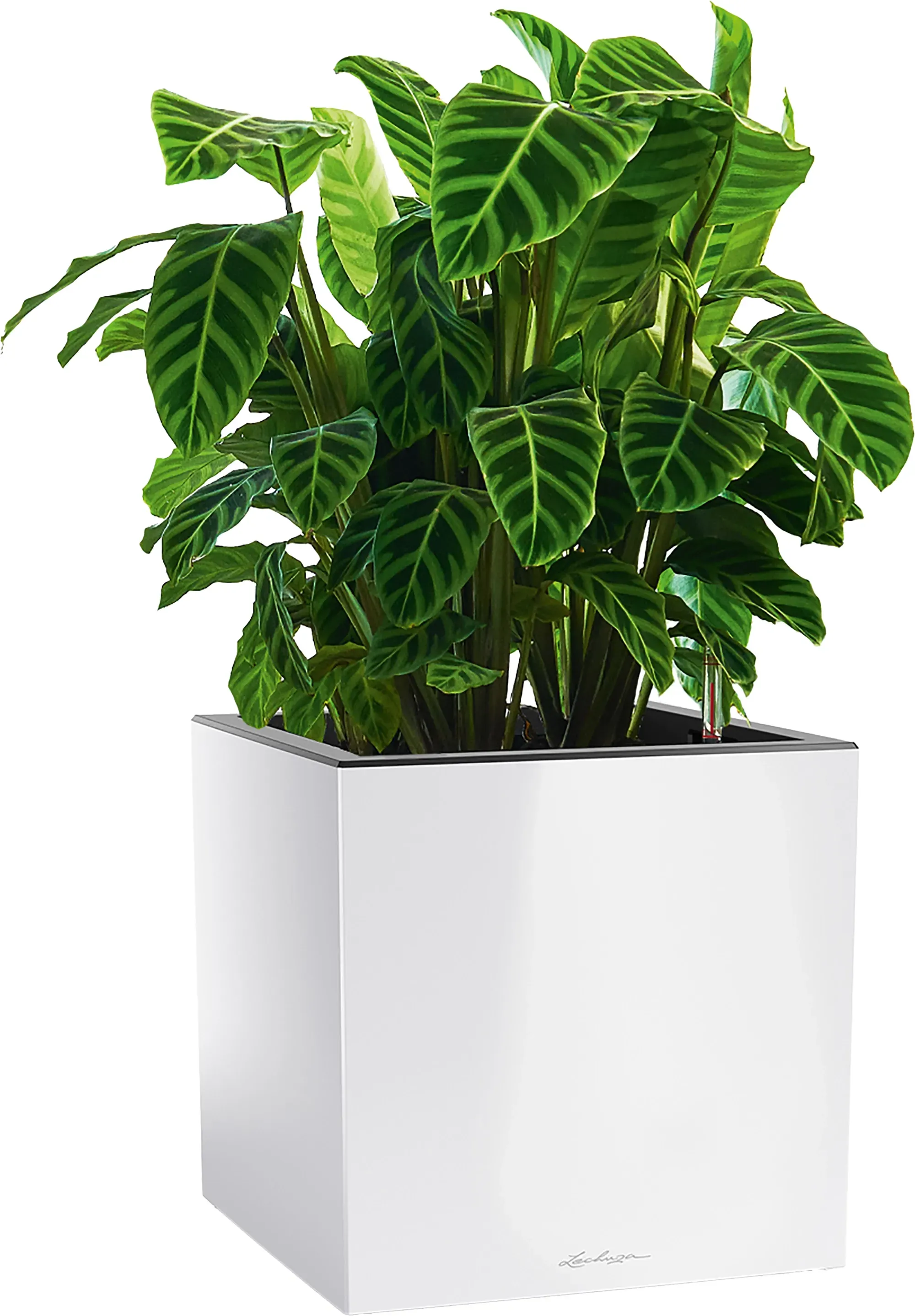 Lechuza Pflanzgefäß Canto Premium low 40 Weiß Hochglanz 40 cm x 40 cm ...