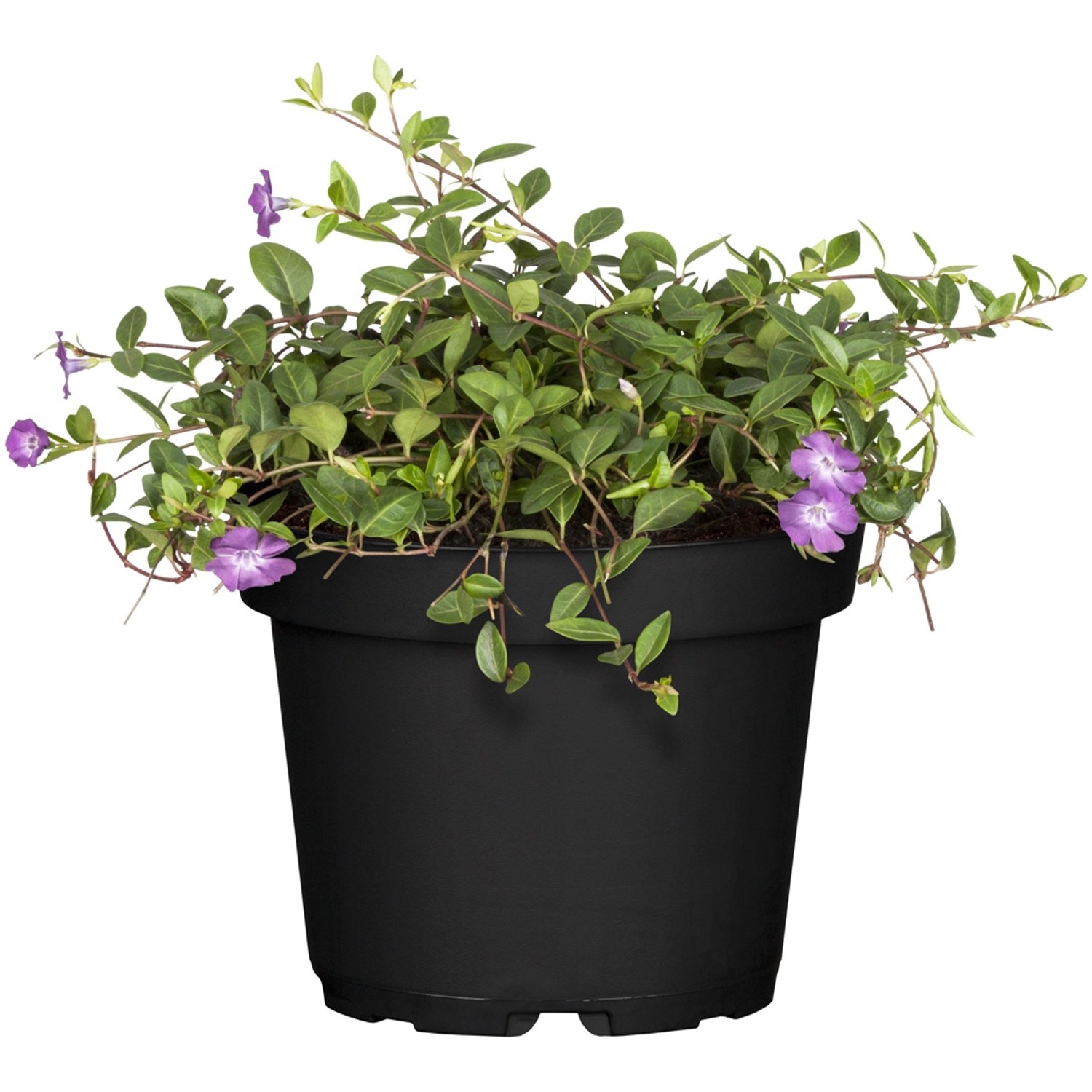 Bodendecker Rot kaufen bei OBI