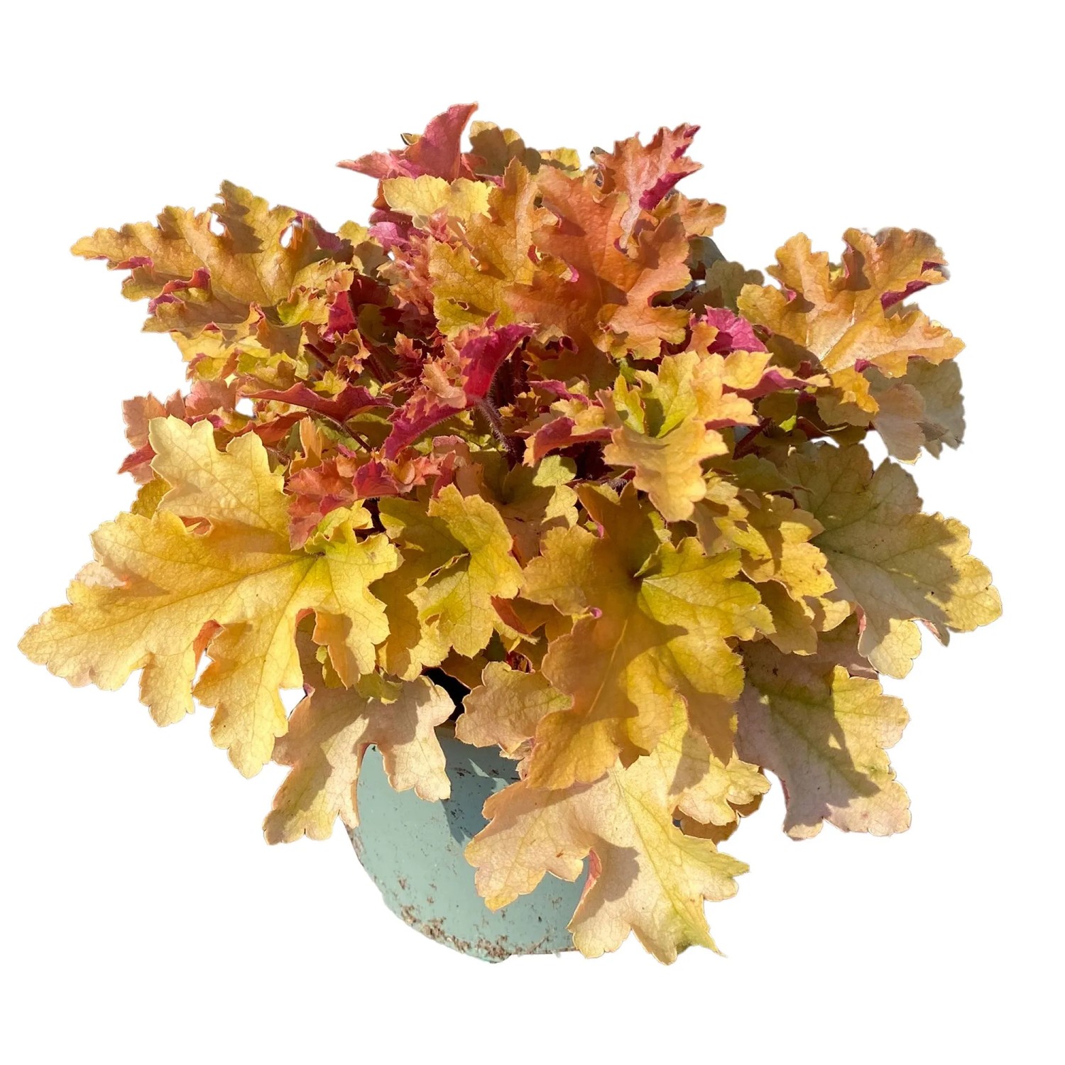 GROW by OBI Purpurglöckchen Orangelaubig Höhe 35 cm Heuchera Hybride ...