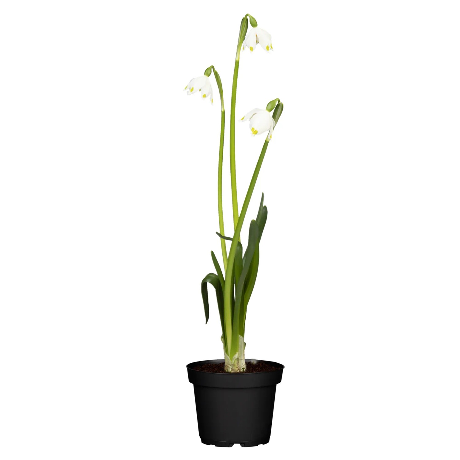 Märzenbecher Weiß Höhe ca. 10 - 20 cm Topf-Ø ca. 14 cm Leucojum vernum ...