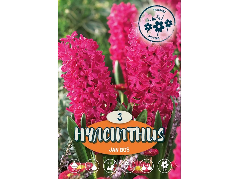 Hyazinthe "Jan Bos" kaufen bei OBI