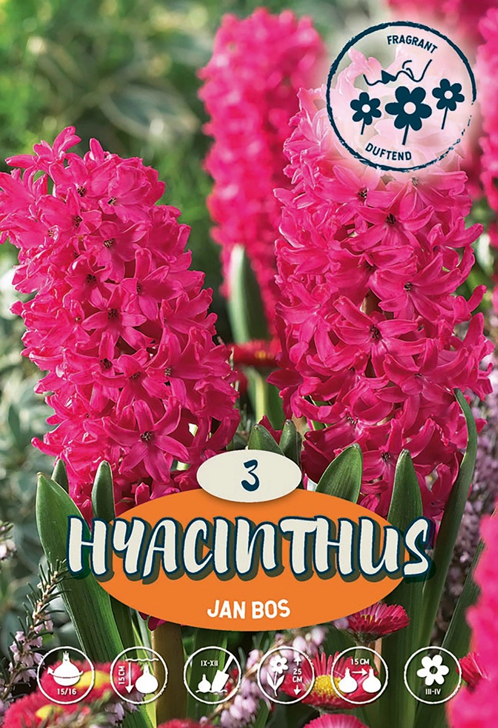 Hyazinthe "Jan Bos" kaufen bei OBI