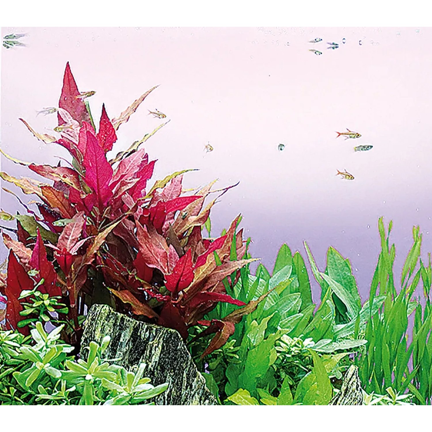 Dennerle Plants Aquariumpflanze Alternanthera Reineckii Rot kaufen bei OBI