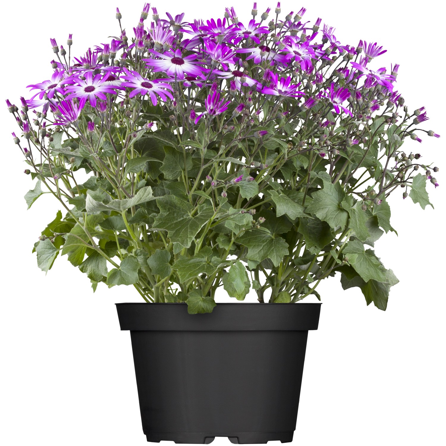 Greiskraut "Senetti Mag Bicolor" Topf-Ø ca. 15 cm Senecio cruentus ...