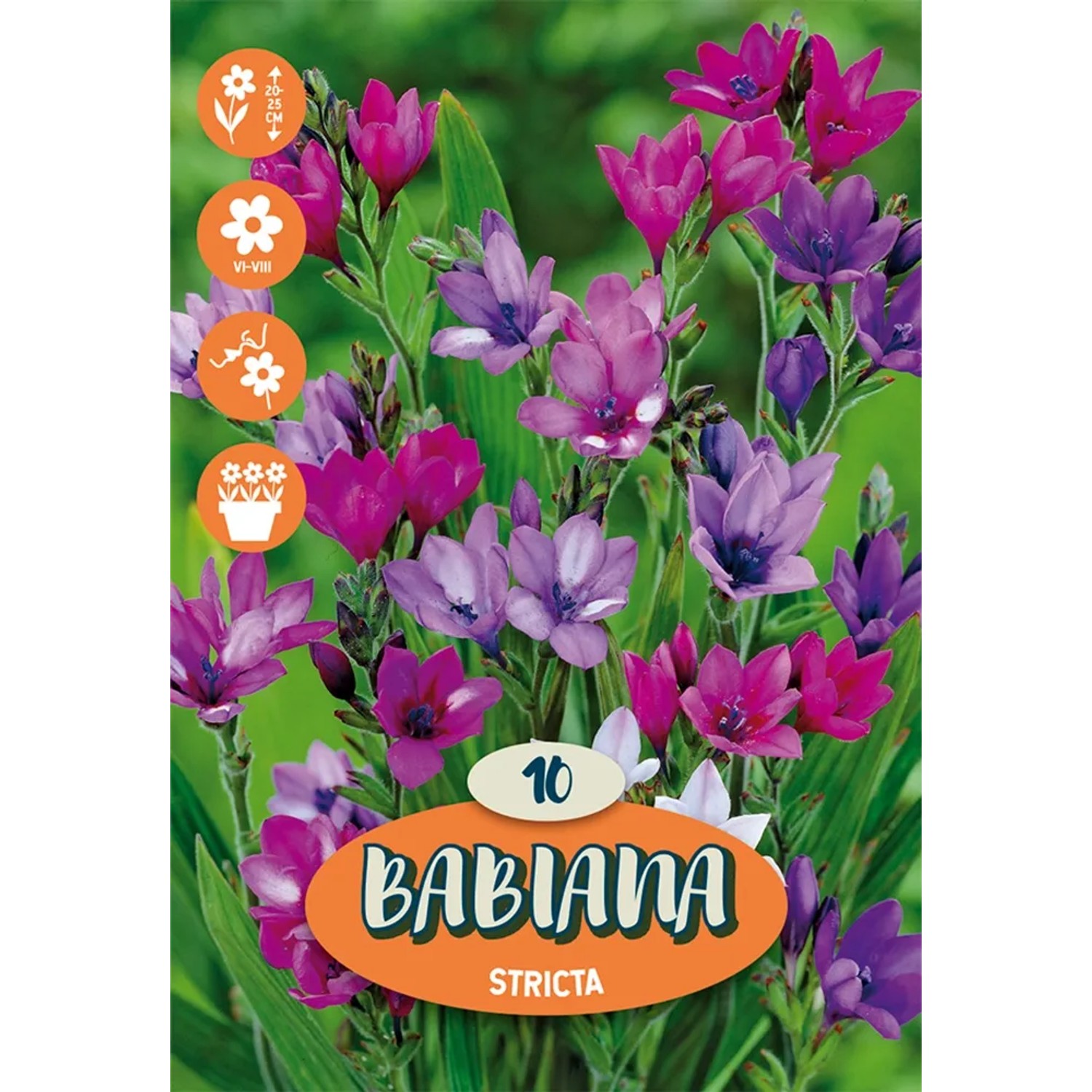 Babiana "Stricata" Mix kaufen bei OBI