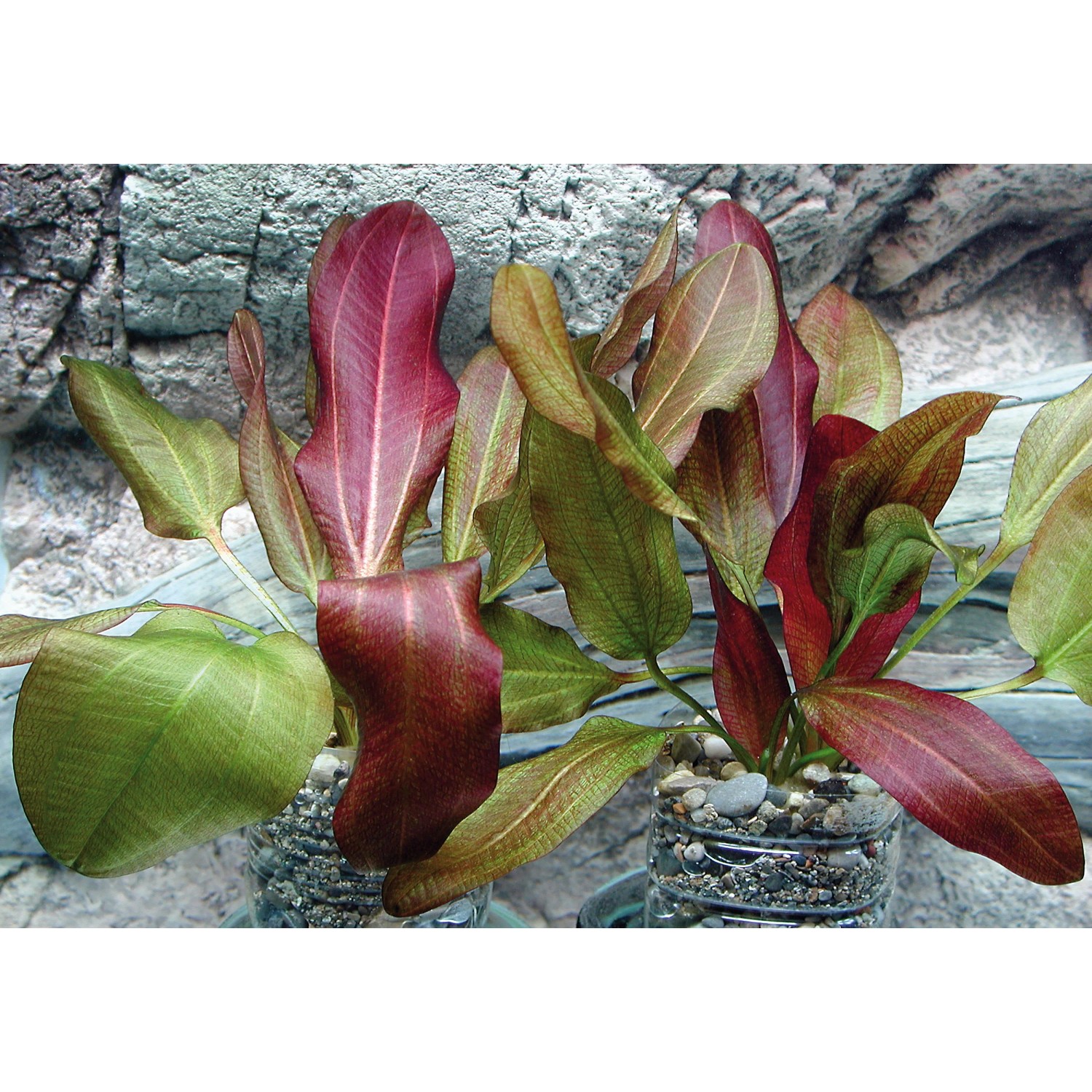 Dennerle Plants Aquariumpflanze Echinodorus Dschungelstar Nr.2 Kl.Bär ...