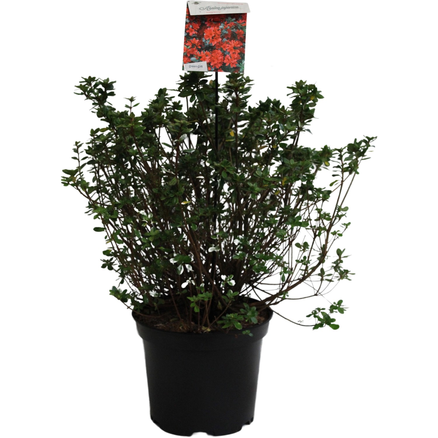Japanische Azalea"Addy Wery" Höhe ca. 20-40 cm Topf ca. 10l ...