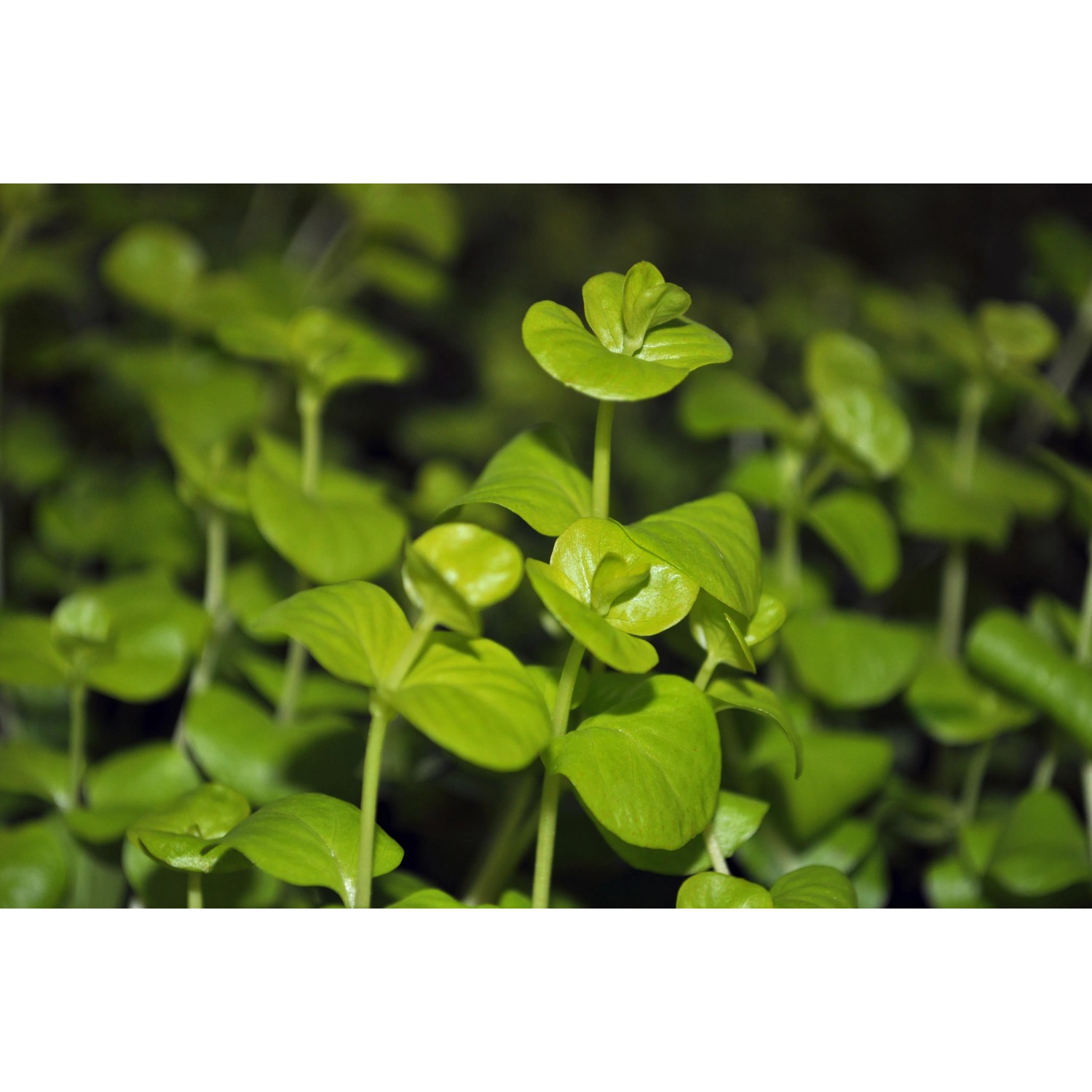 Dennerle Plants Aquariumpflanze Lysimachia Nummularia Aurea kaufen bei OBI
