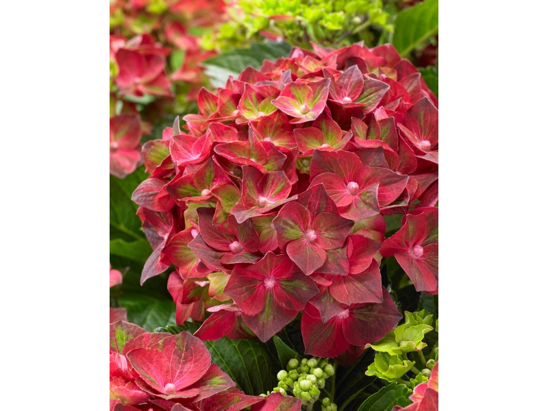Ballhortensie "Magical" Rot Topf ca. 5 l Hydrangea kaufen bei OBI