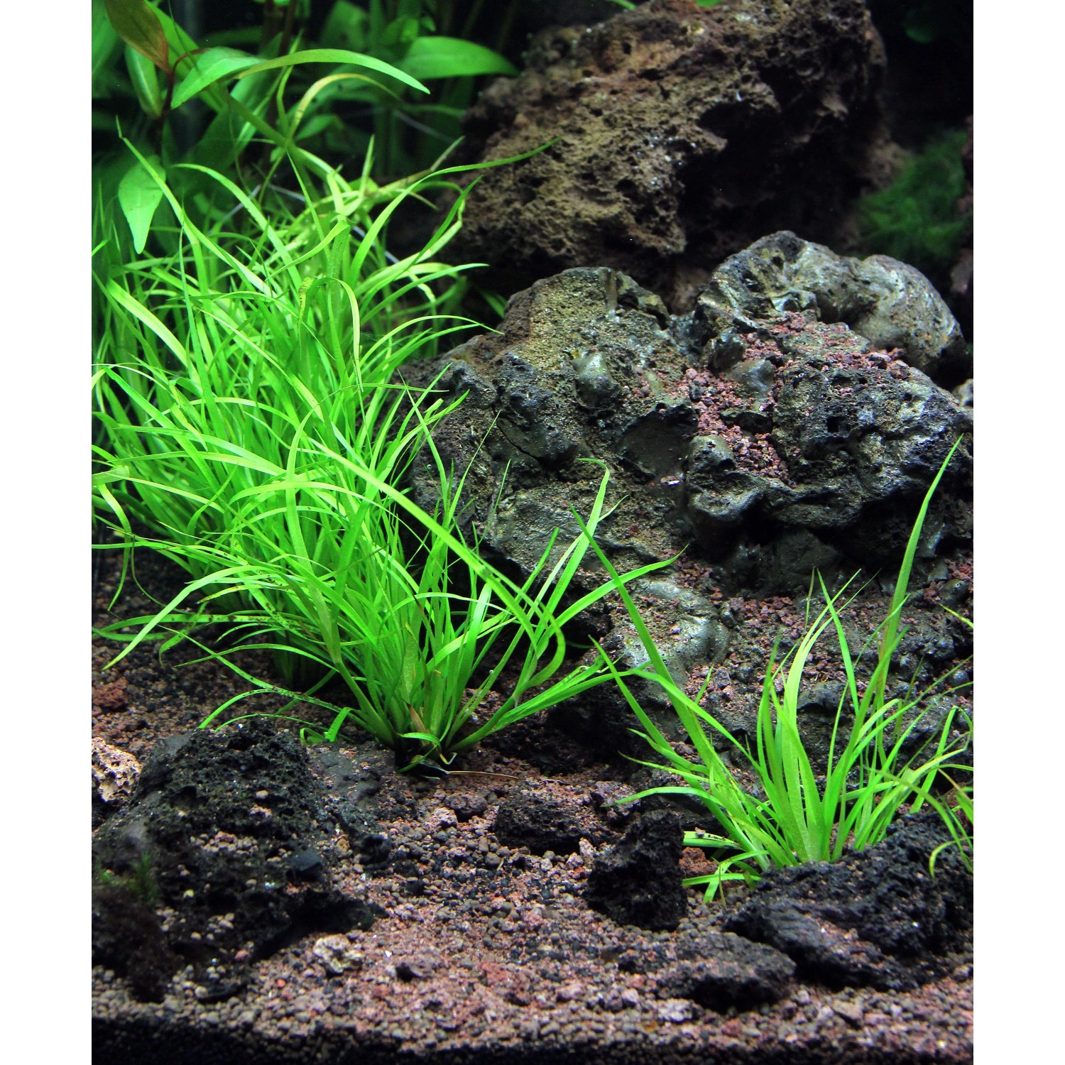 Dennerle Plants Aquariumpflanze Juncus Repens In-Vitro kaufen bei OBI