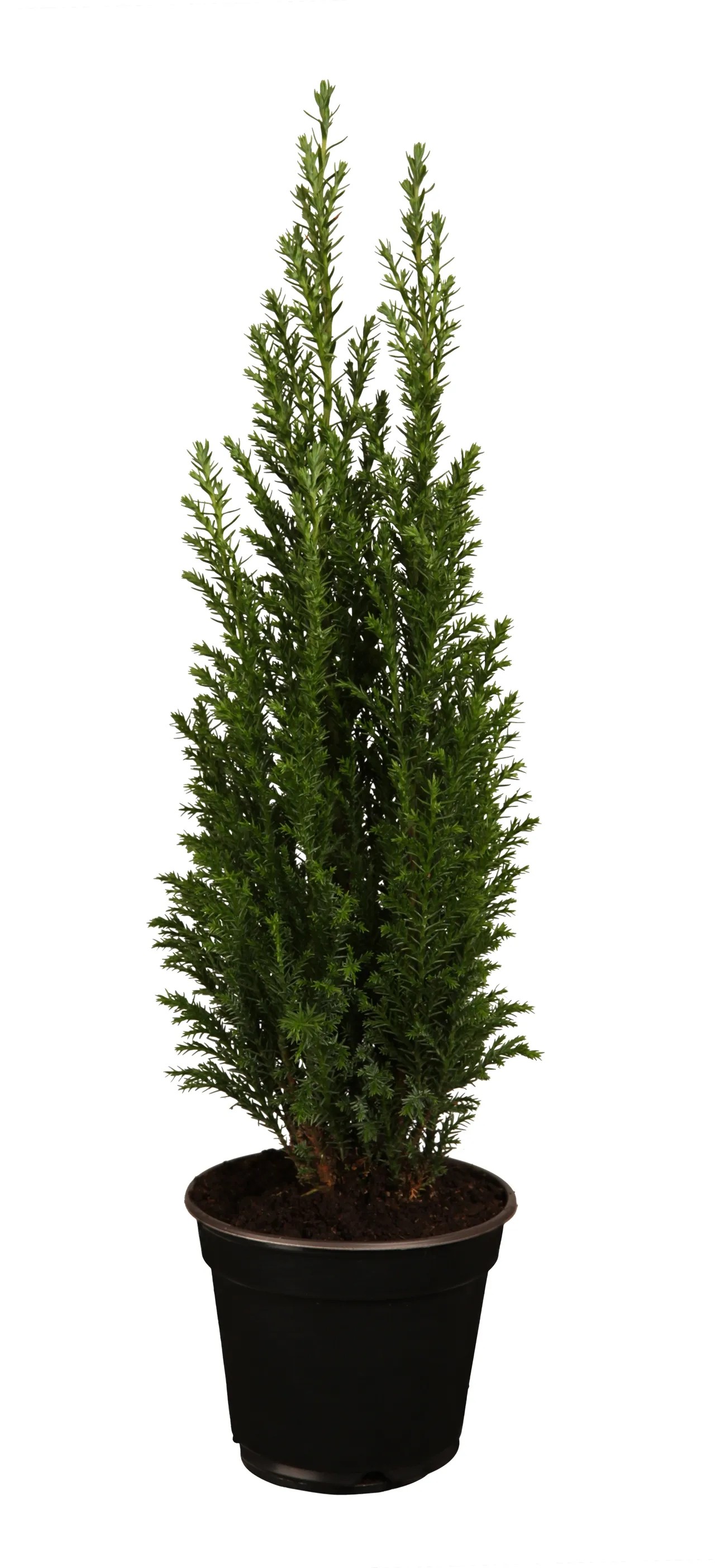 Koniferen Mix Topf - Ø ca. 9 cm kaufen bei OBI