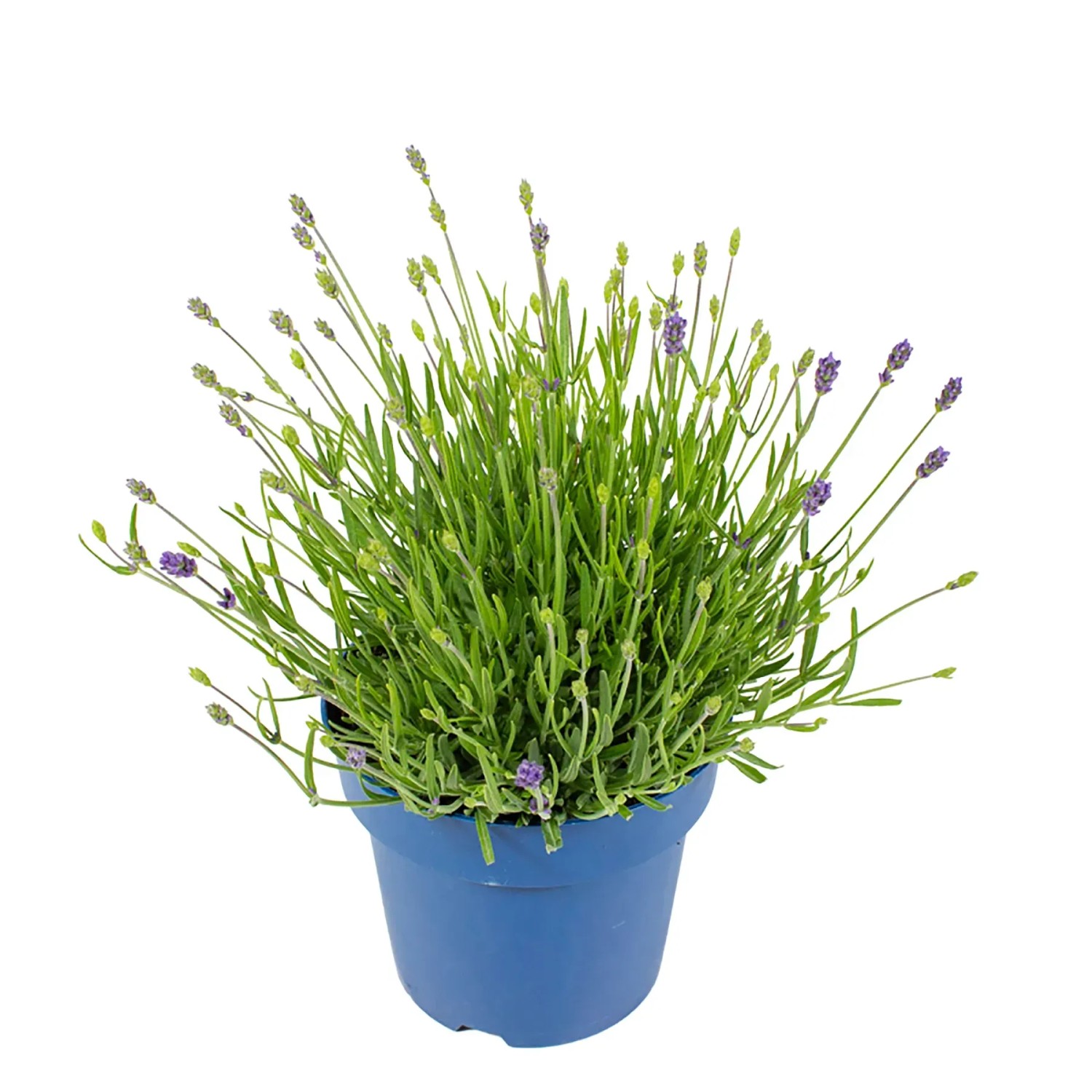 GROW by OBI Echter Lavendel Topf-Ø ca. 17 cm Lavandula Angustifolia ...