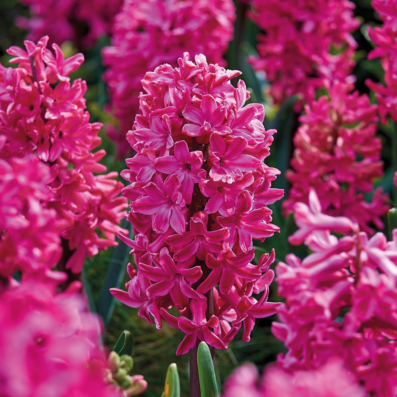 GROW by OBI Hyazinthe "Jan Bos" Rosa 25 cm Hyacinthus orientalis kaufen bei OBI