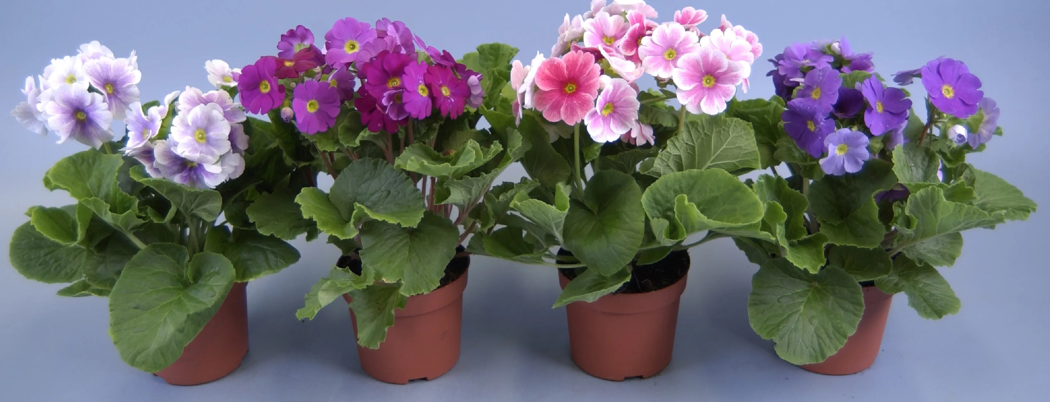 Becherprimel "Touch me" Mix Topf-Ø ca. 9 cm Primula obconica kaufen bei OBI