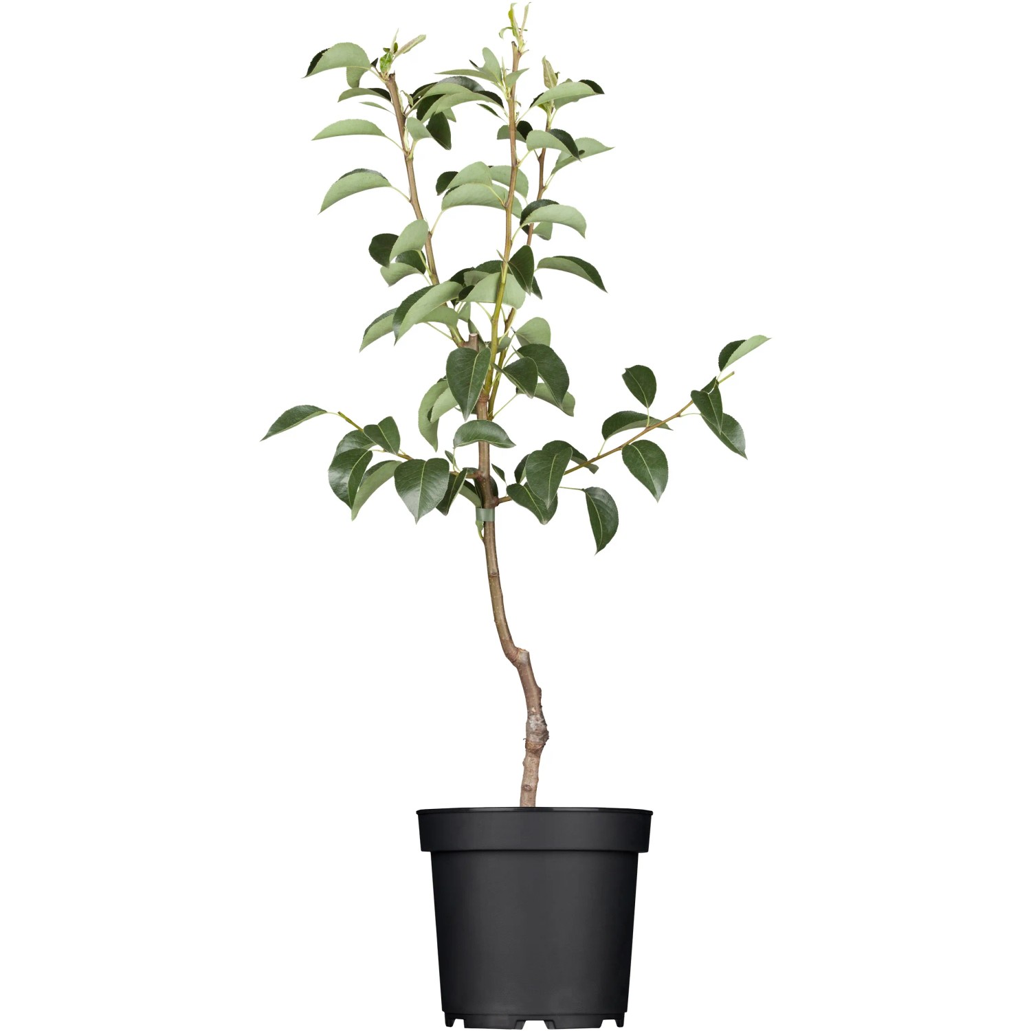 GROW by OBI Bio Birne "Rote Williams Christ" Rot ca. 120-140 cm Topf ca ...