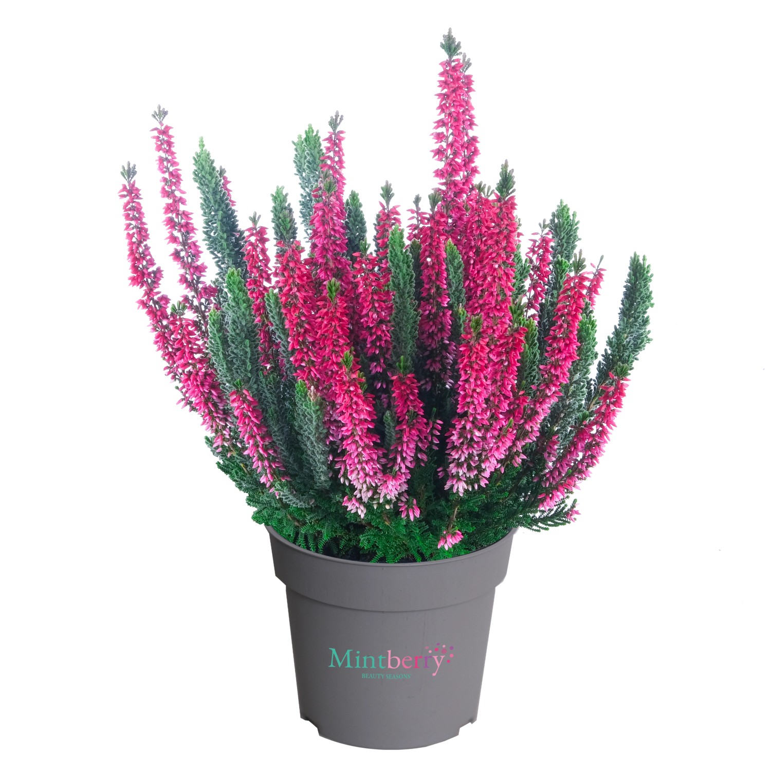 Besenheide "Mint Berry" Topf-Ø ca. 13 cm Calluna vulgaris kaufen bei OBI