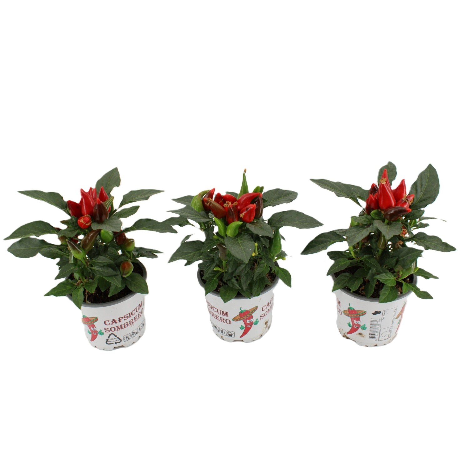 Zierpaprika "Sombrero" Farbenauswahl Höhe 25 cm Topf-Ø 10,5 cm Capsicum ...