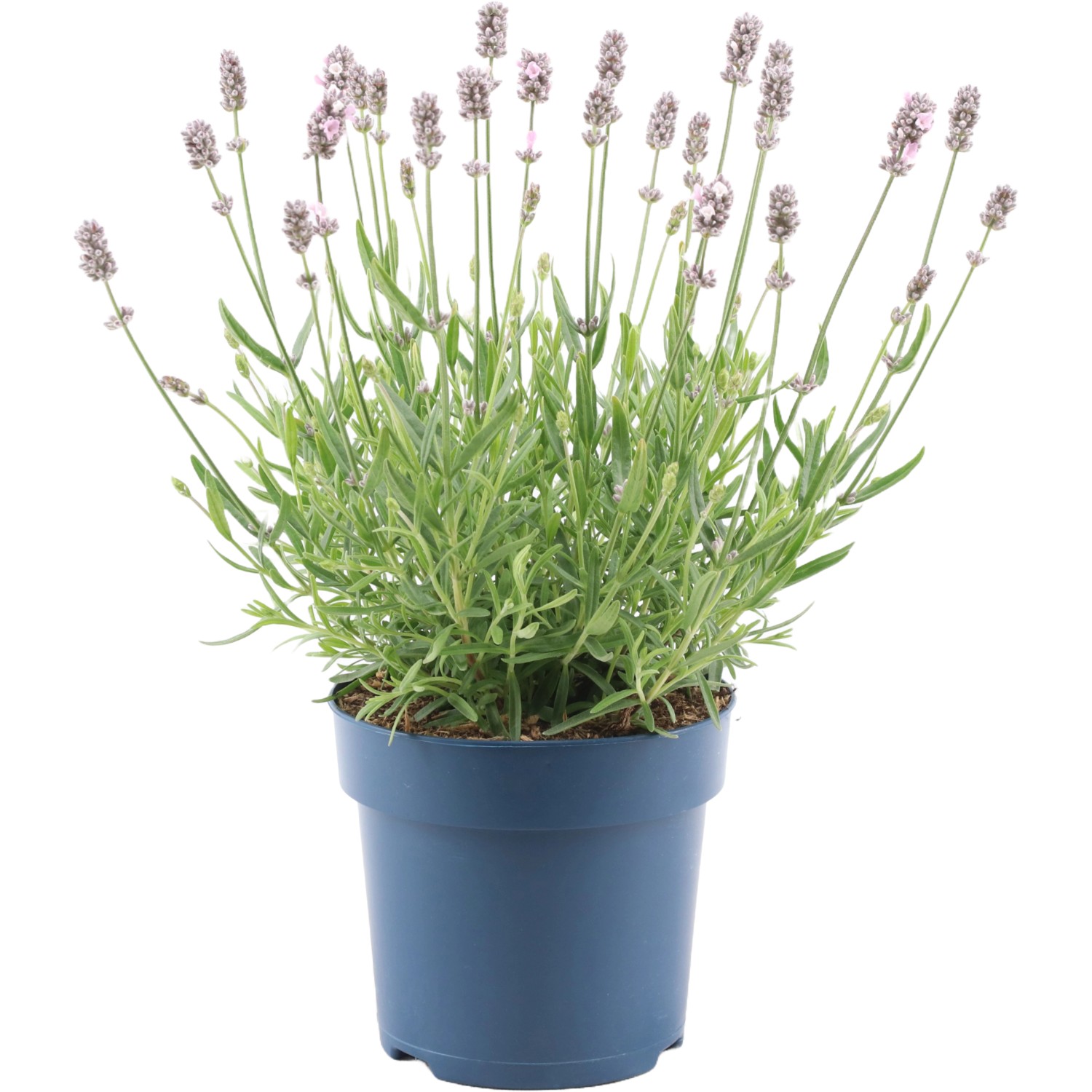 Lavendel "Felice Light Pink" Topf-Ø ca. 15 cm Lavandula angustifolia ...