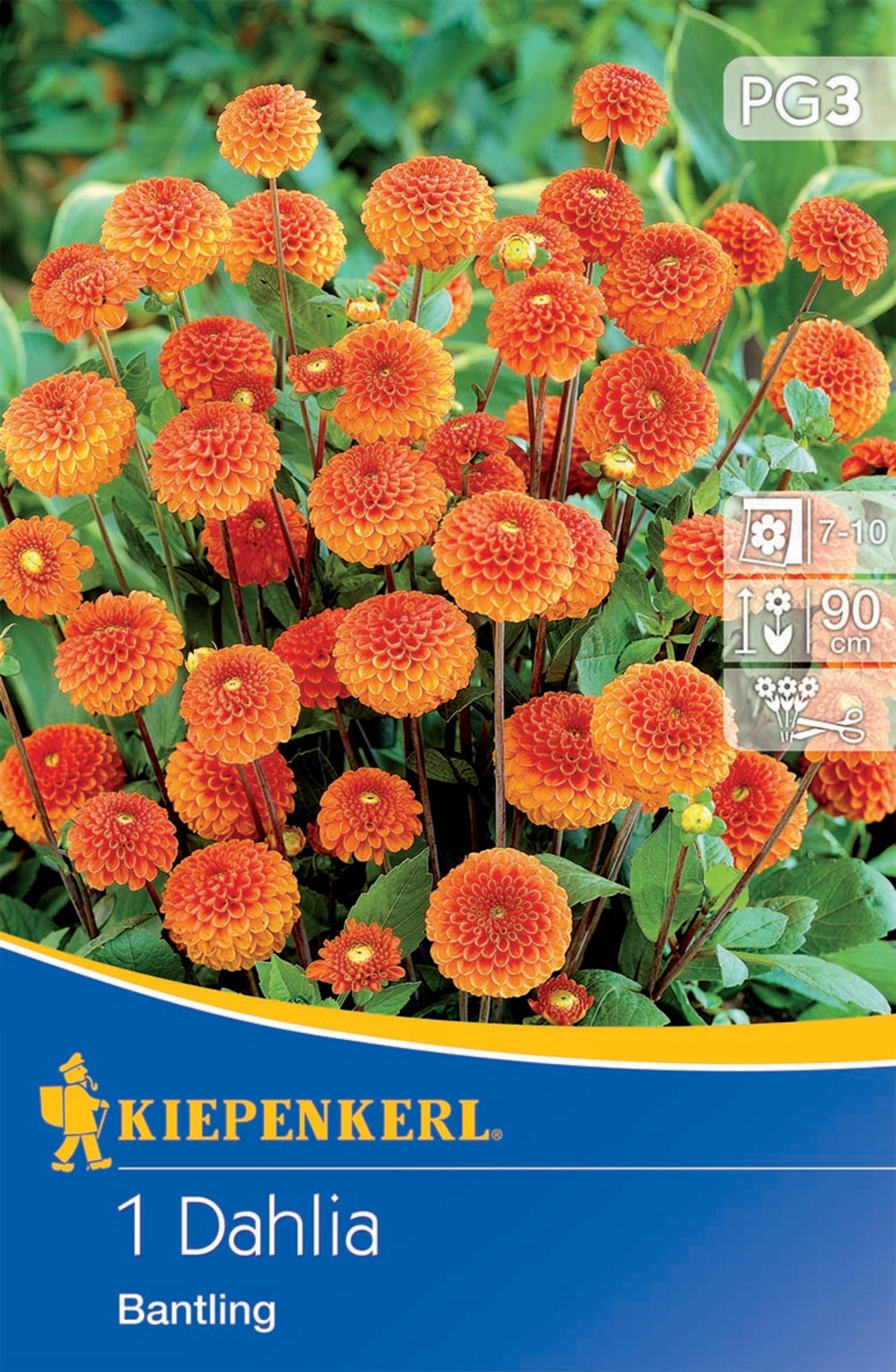 Kiepenkerl Pompon-Dahlie "Bantling" Dahlia x Hybrida 1 Stück kaufen bei OBI