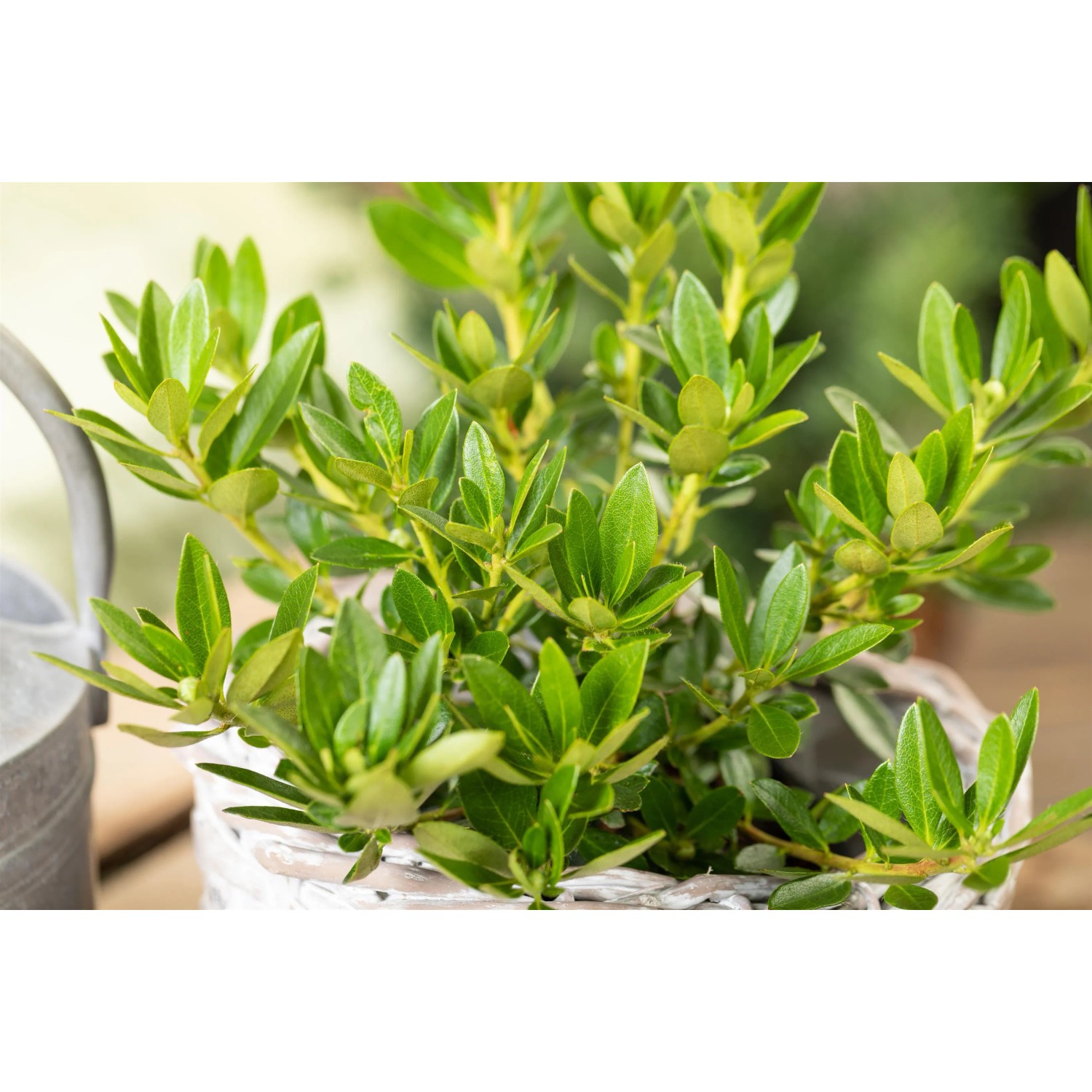 Zwerg-Rhododendron"Bloombux" Pink Höhe ca. 10 - 30 cm Topf ca. 5 l ...