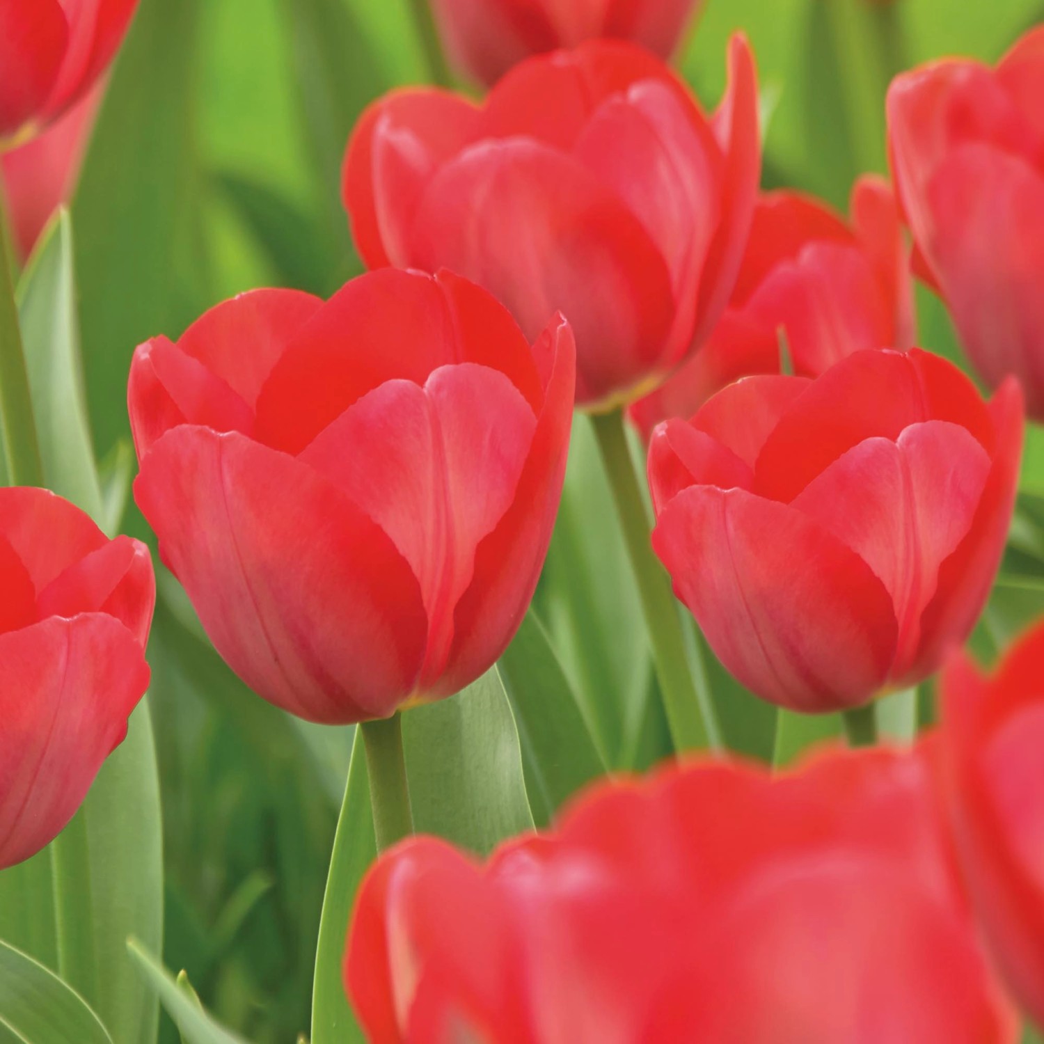 Tulpe Darwin Hybrid "Van Eijk" Mischung Rosa-Rot 5 Stück Tulipa kaufen ...