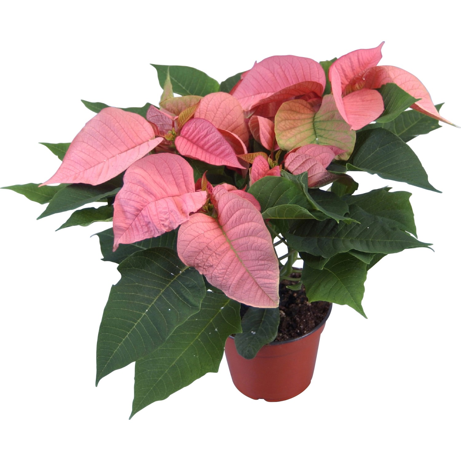Weihnachtsstern Rosa Topf-Ø ca. 13 cm (Euphorbia pulcherrima) kaufen ...