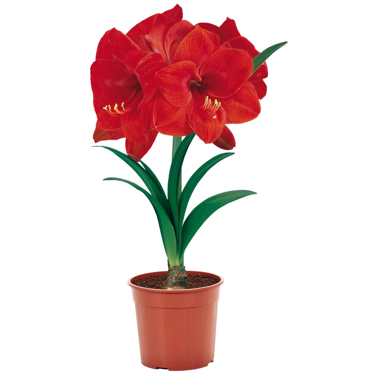Amaryllis-Blumenzwiebel-Set "Red Lion" inkl. Kunststofftopf und ...